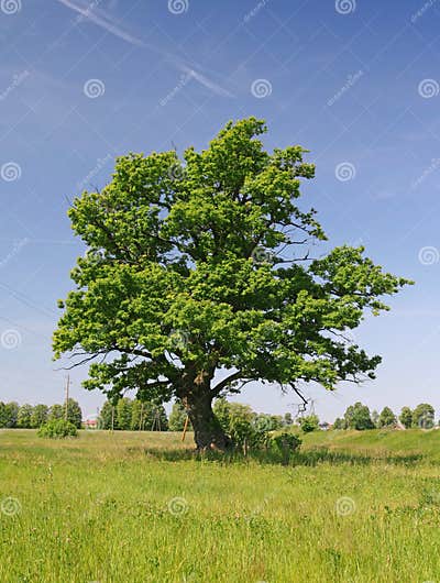 Green oak tree stock photo. Image of grassland, branches - 5405098