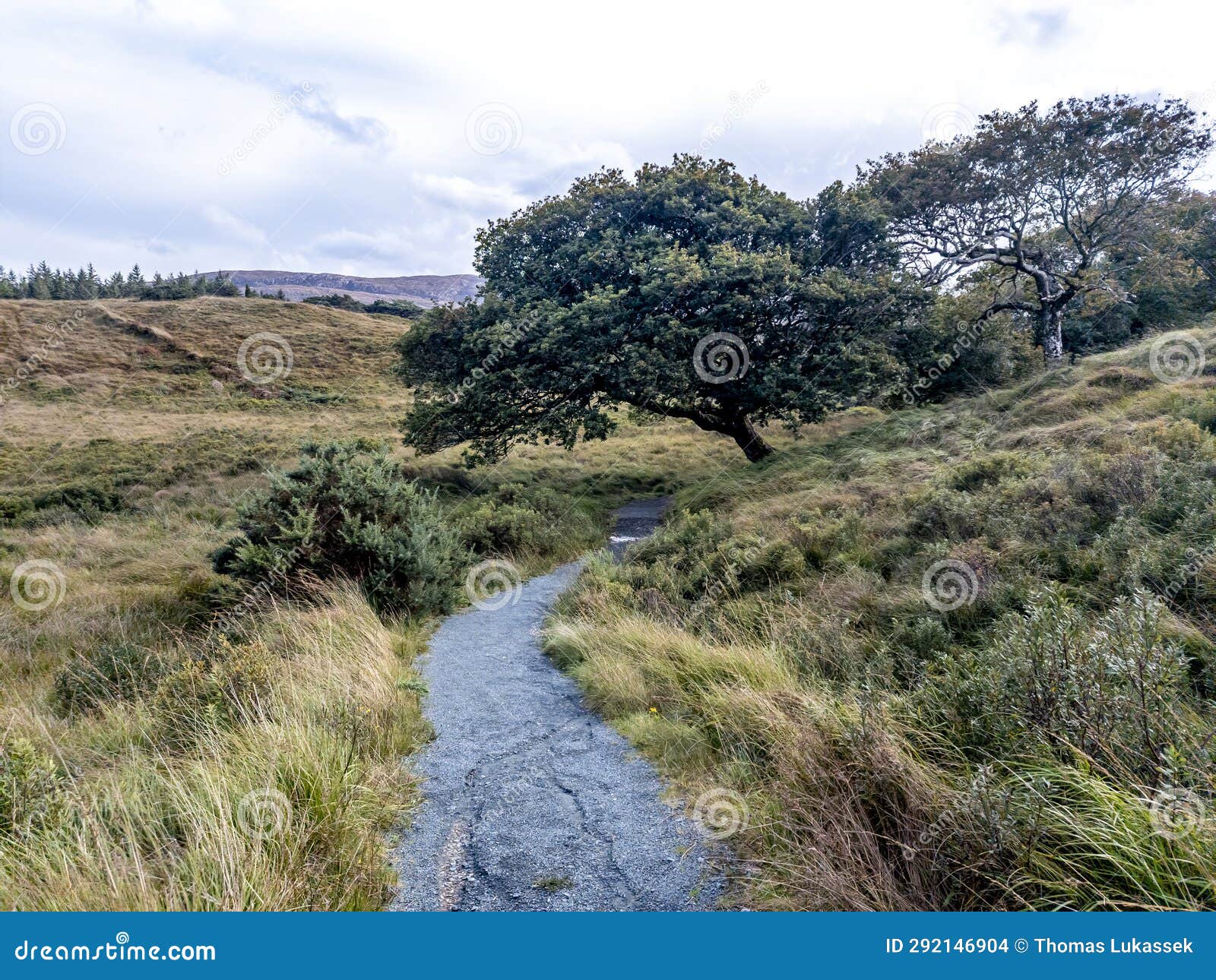 Green Oak Tree in County Donegal - Ireland Stock Photo - Image of ...