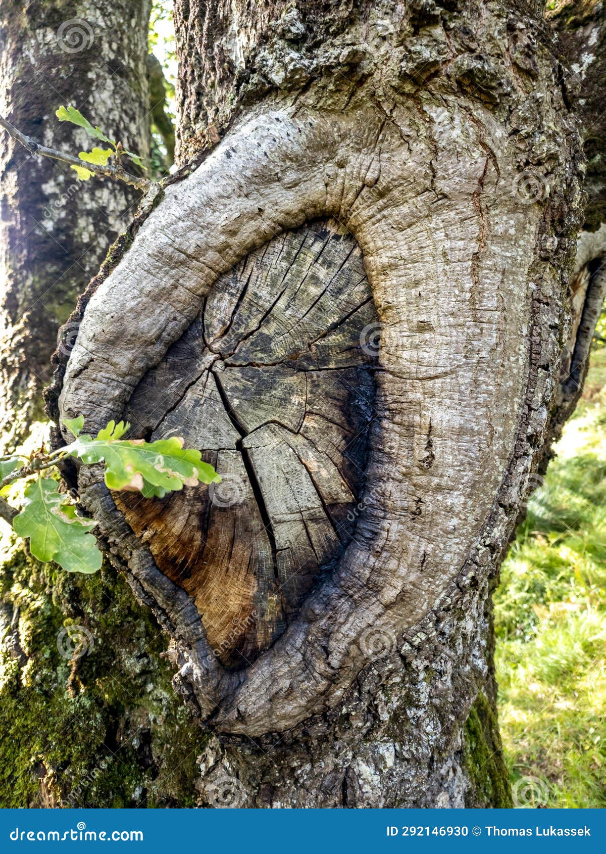 Green Oak Tree in County Donegal - Ireland Stock Photo - Image of ...
