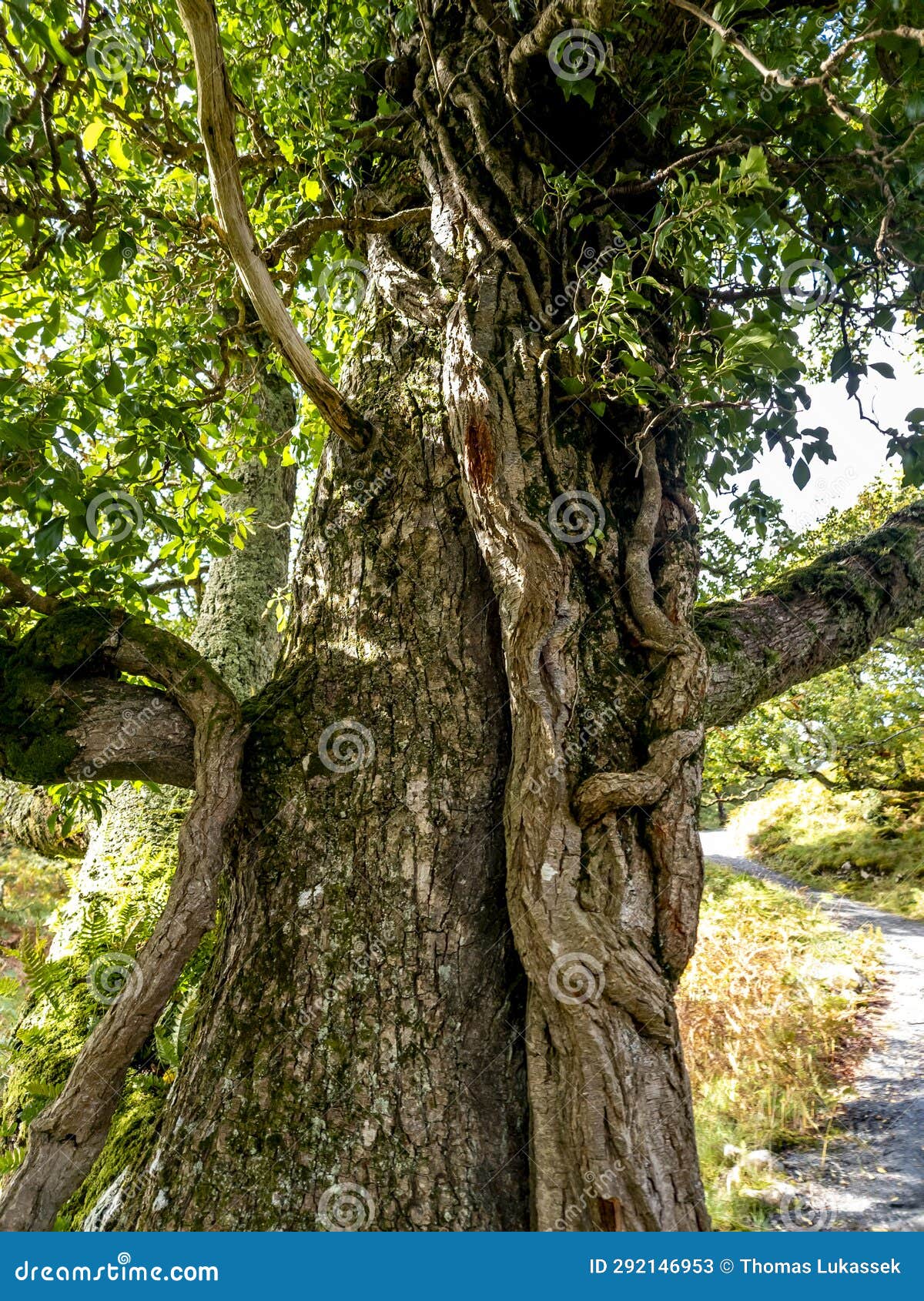 Green Oak Tree in County Donegal - Ireland Stock Image - Image of ...