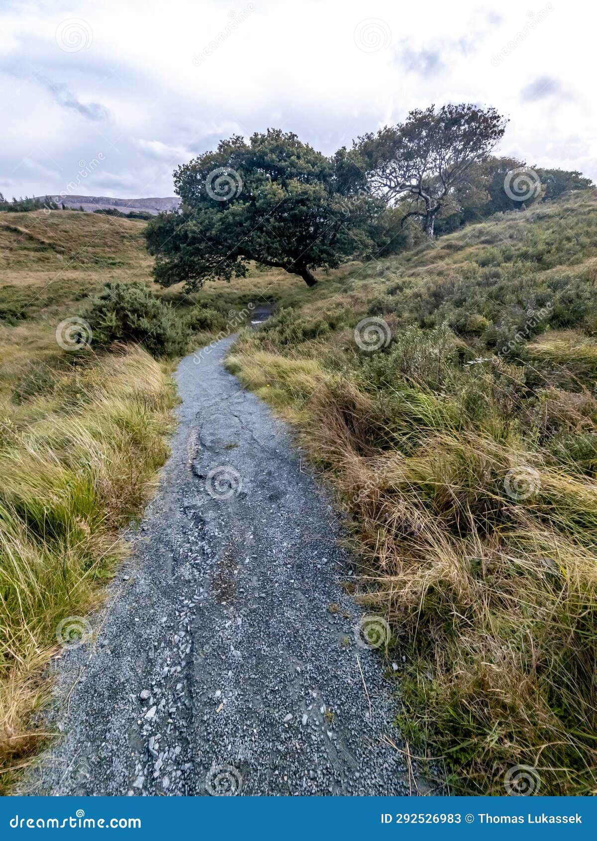 Green Oak Tree in County Donegal - Ireland Stock Image - Image of ...