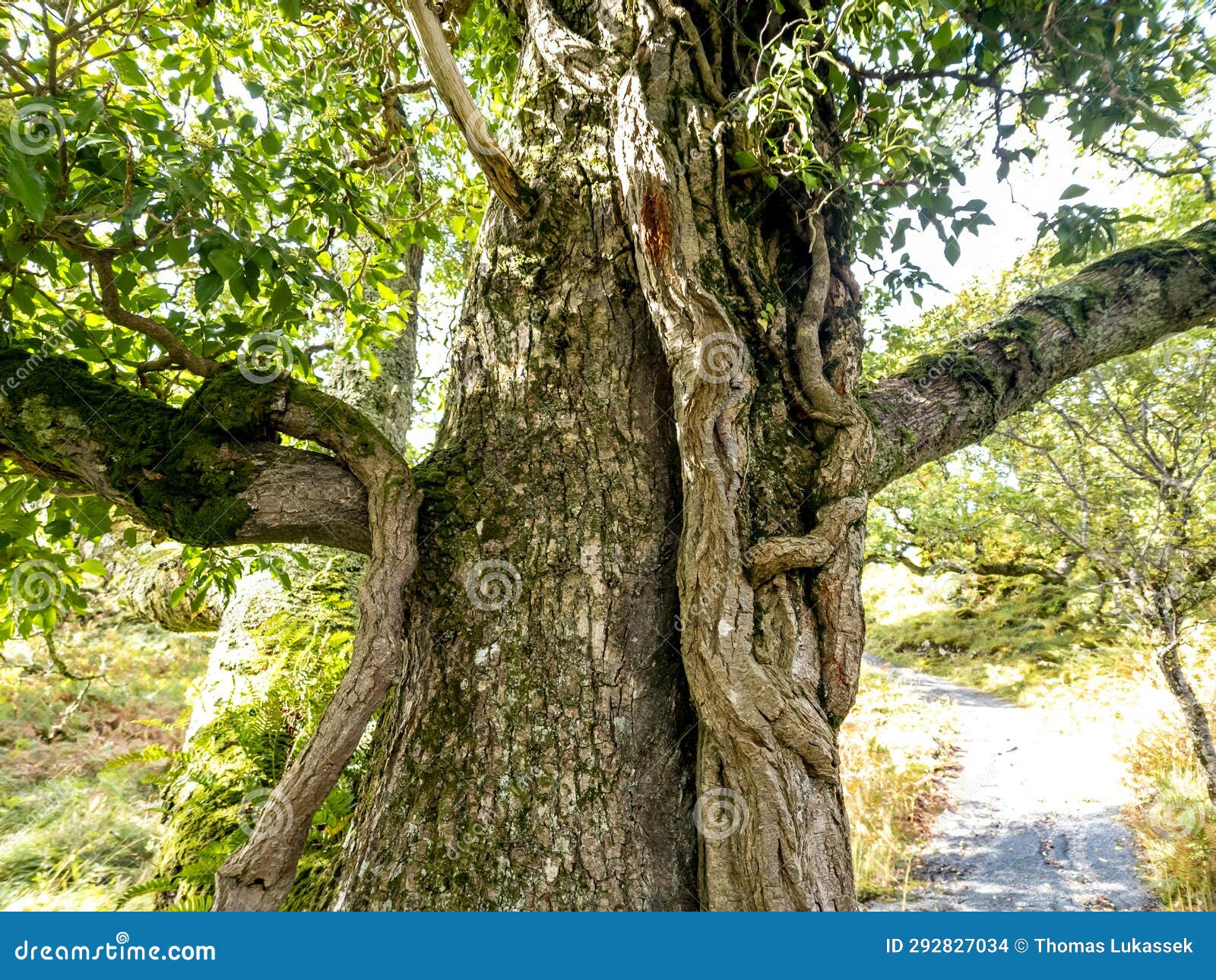 Green Oak Tree in County Donegal - Ireland Stock Photo - Image of green ...