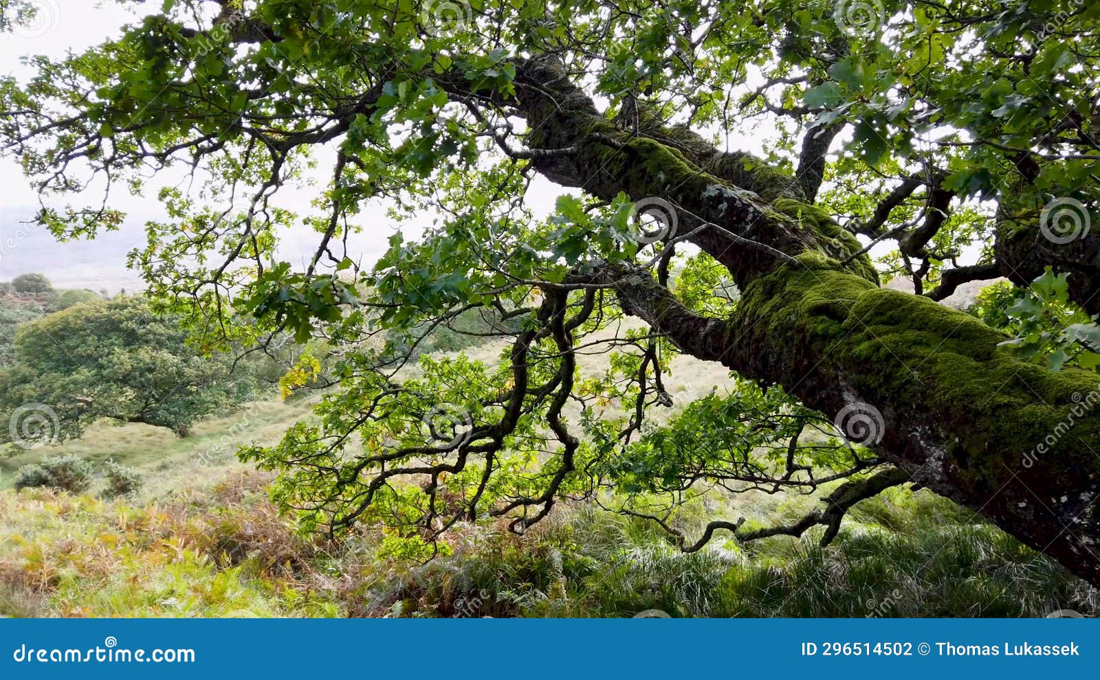 Green Oak Tree in County Donegal - Ireland Stock Footage - Video of ...