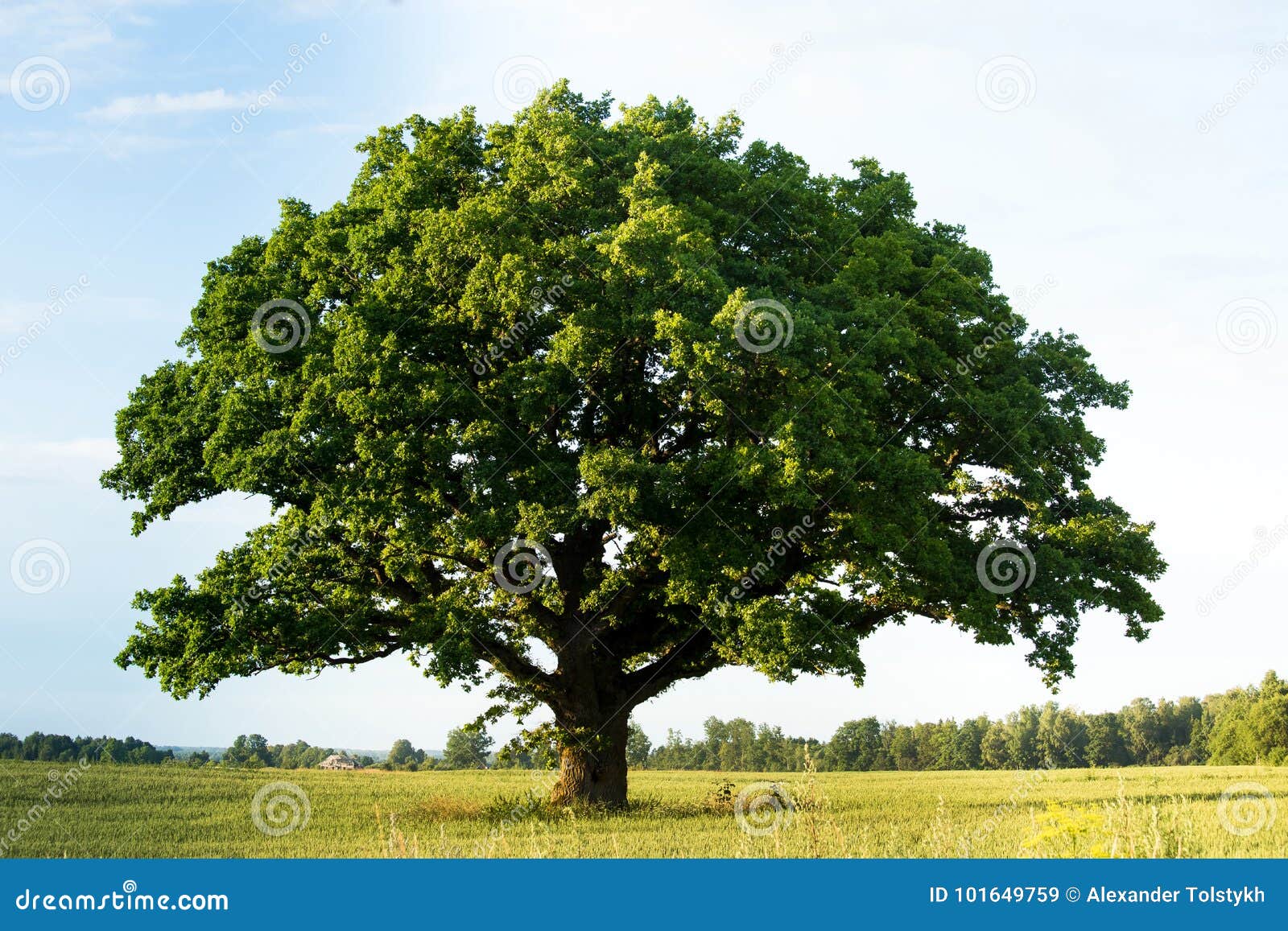 Green Oak Tree in the Field Stock Image - Image of cloud, blue: 101649759