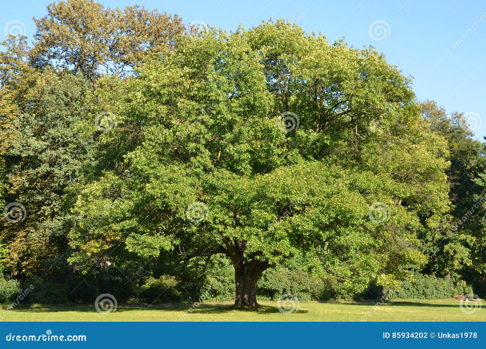Green oak tree stock photo. Image of outdoor, botanical - 85934202