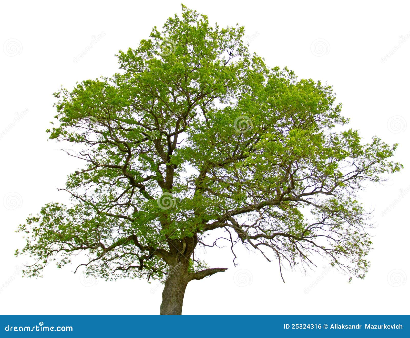 Green oak tree isolated stock photo. Image of flora, beautiful - 25324316