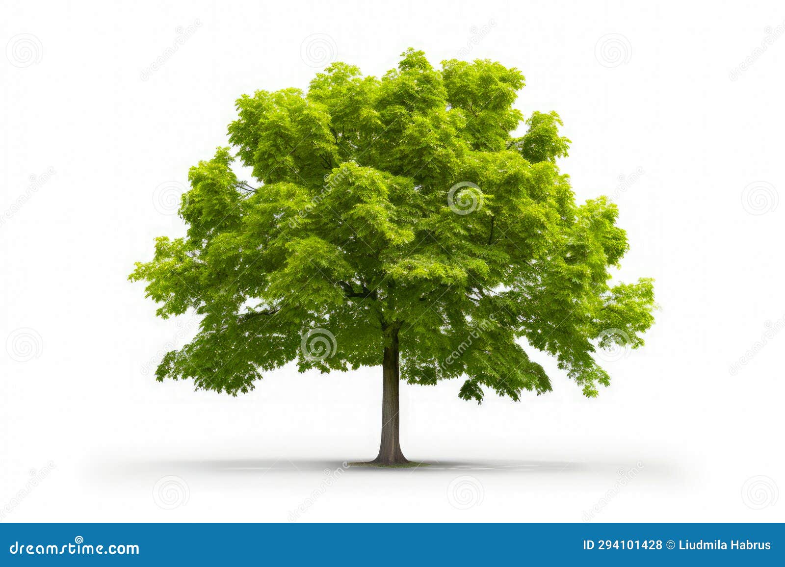 Green Oak Tree Isolated on White Background. Stock Photo - Image of ...