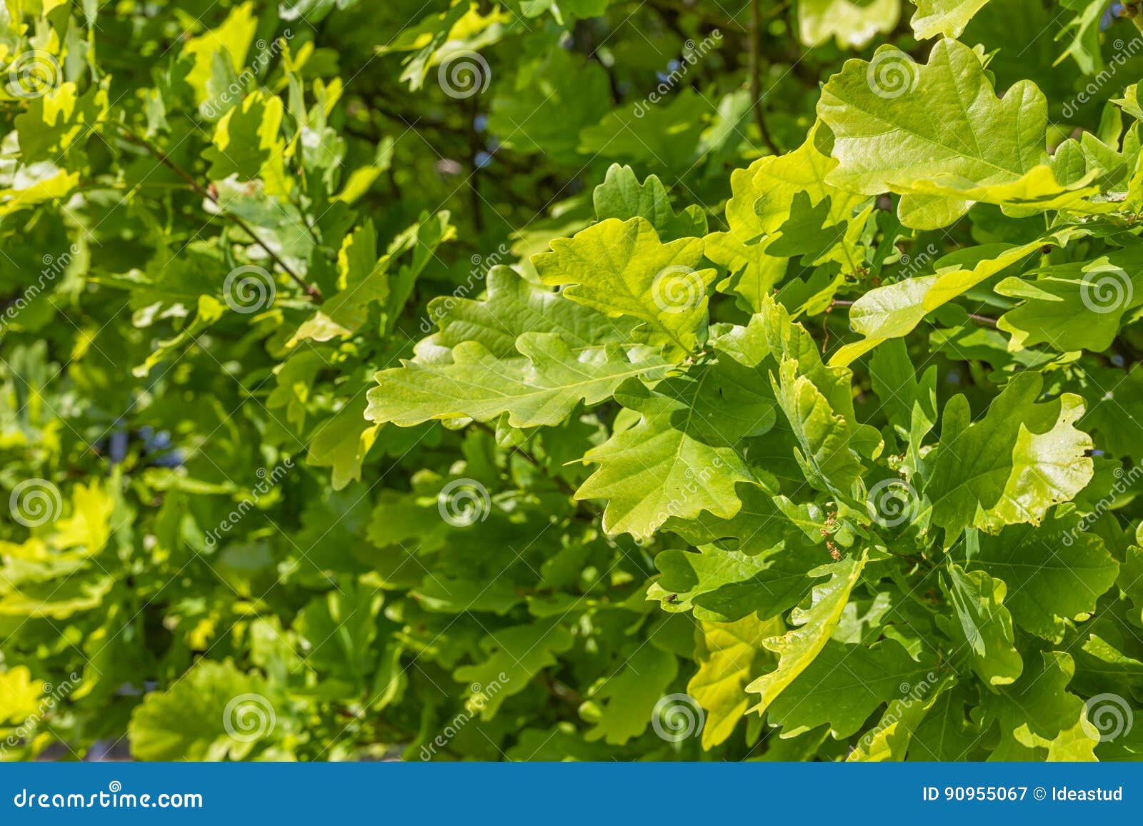 Green oak tree leaves stock image. Image of texture, organic - 90955067