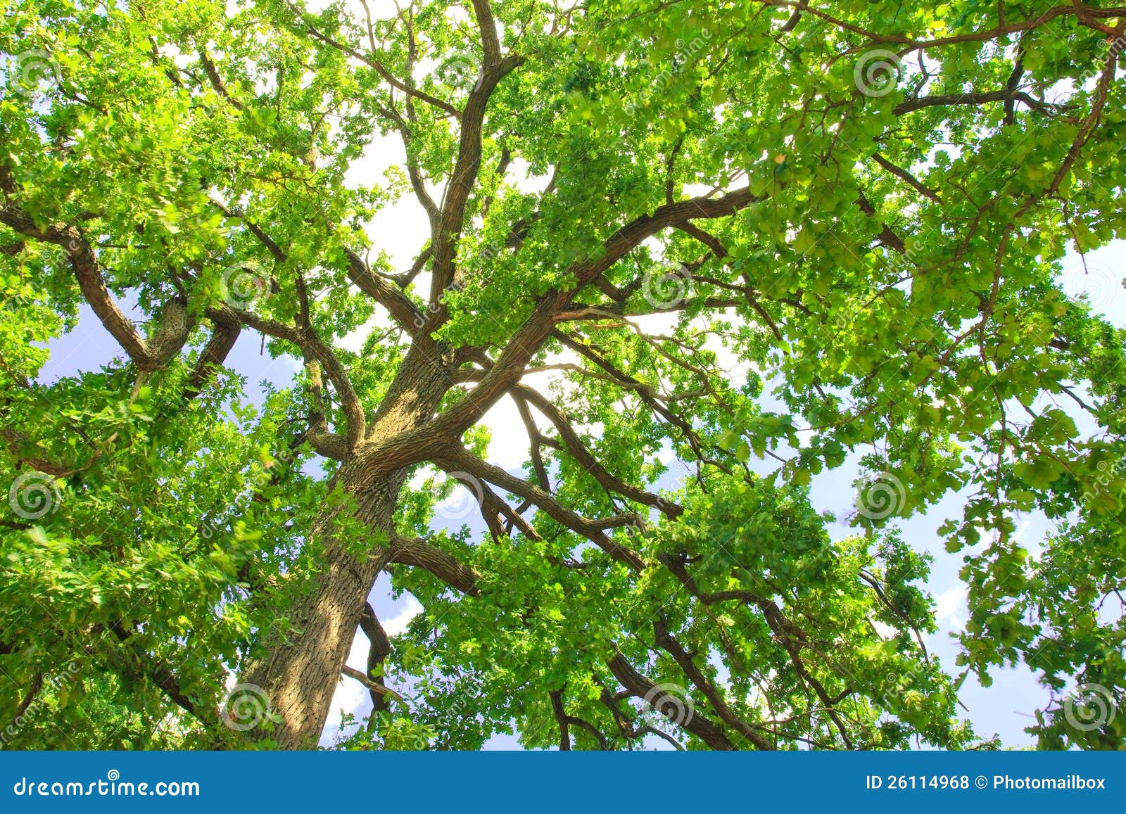 Green Oak Tree in the Morning Sun Stock Photo - Image of growth ...