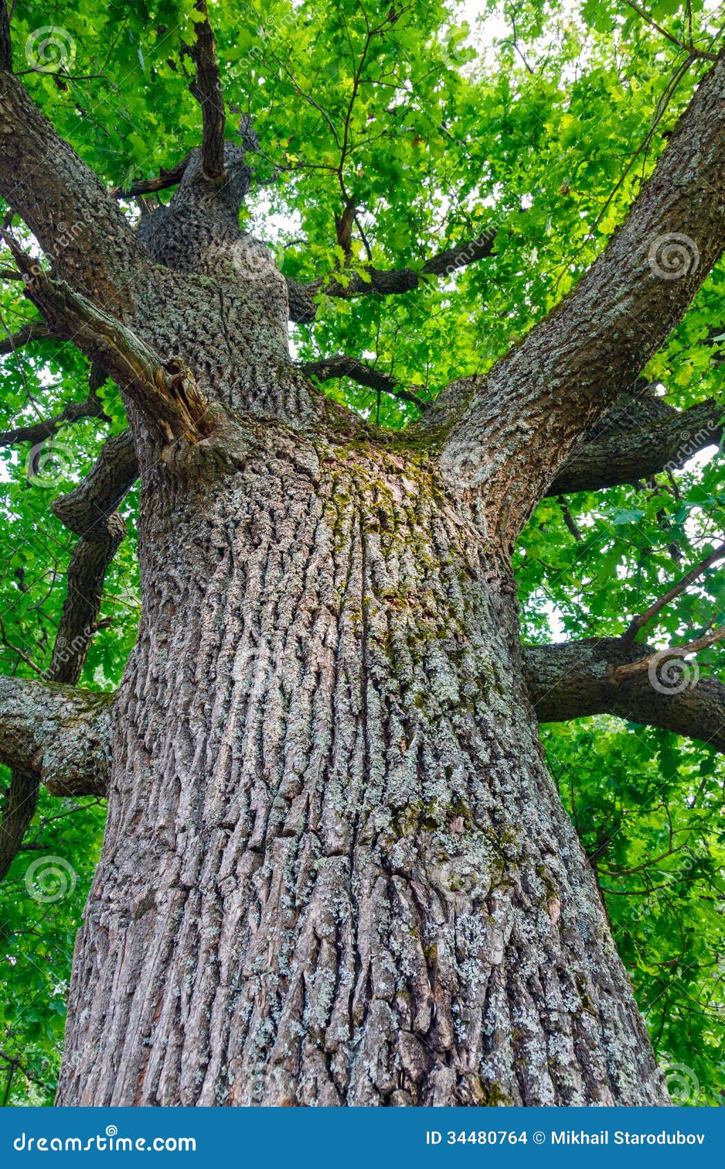 Green oak tree stock photo. Image of landscape, outdoor - 34480764