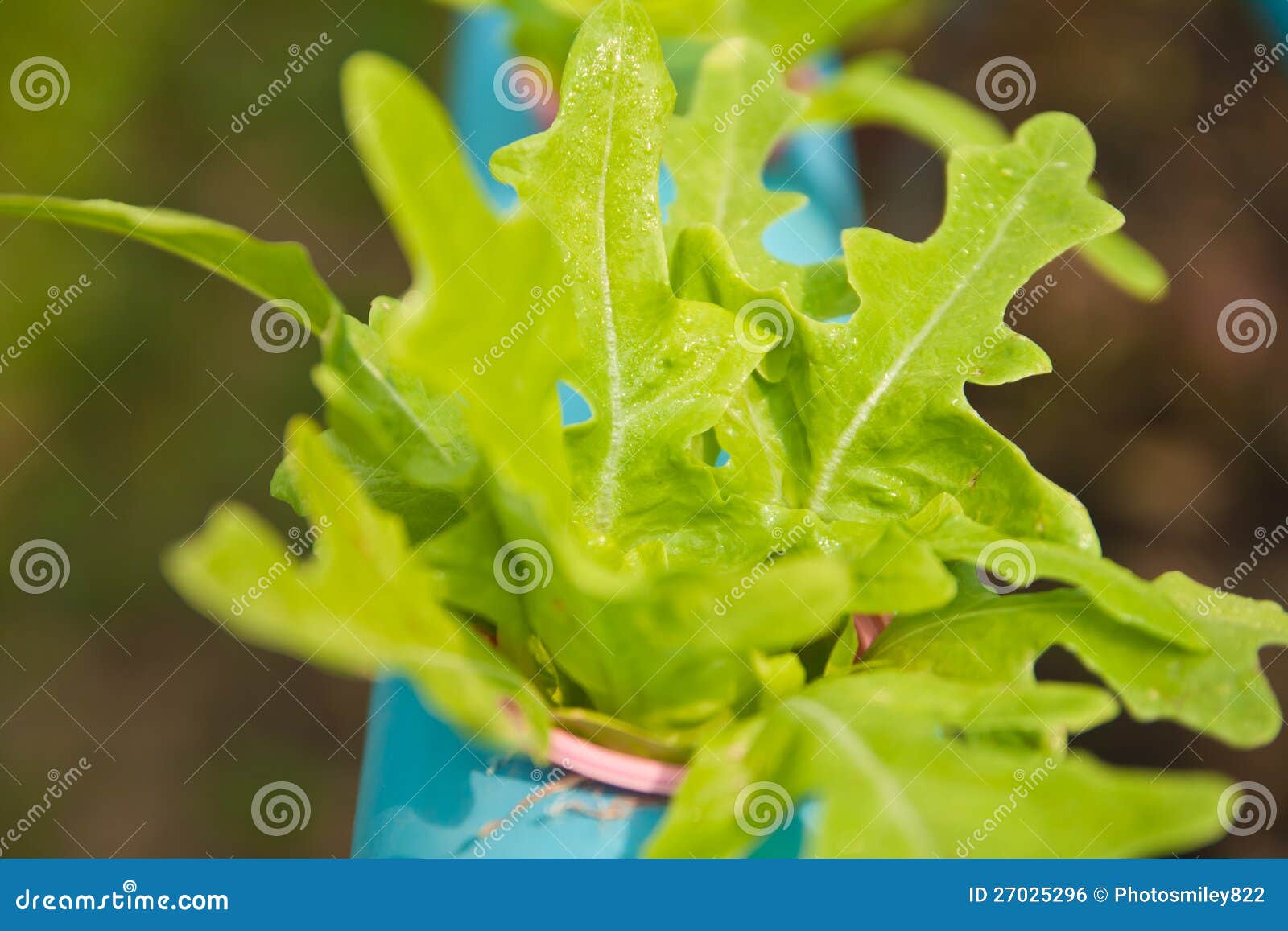 Green oak vegetables stock photo. Image of plants, pipe - 27025296