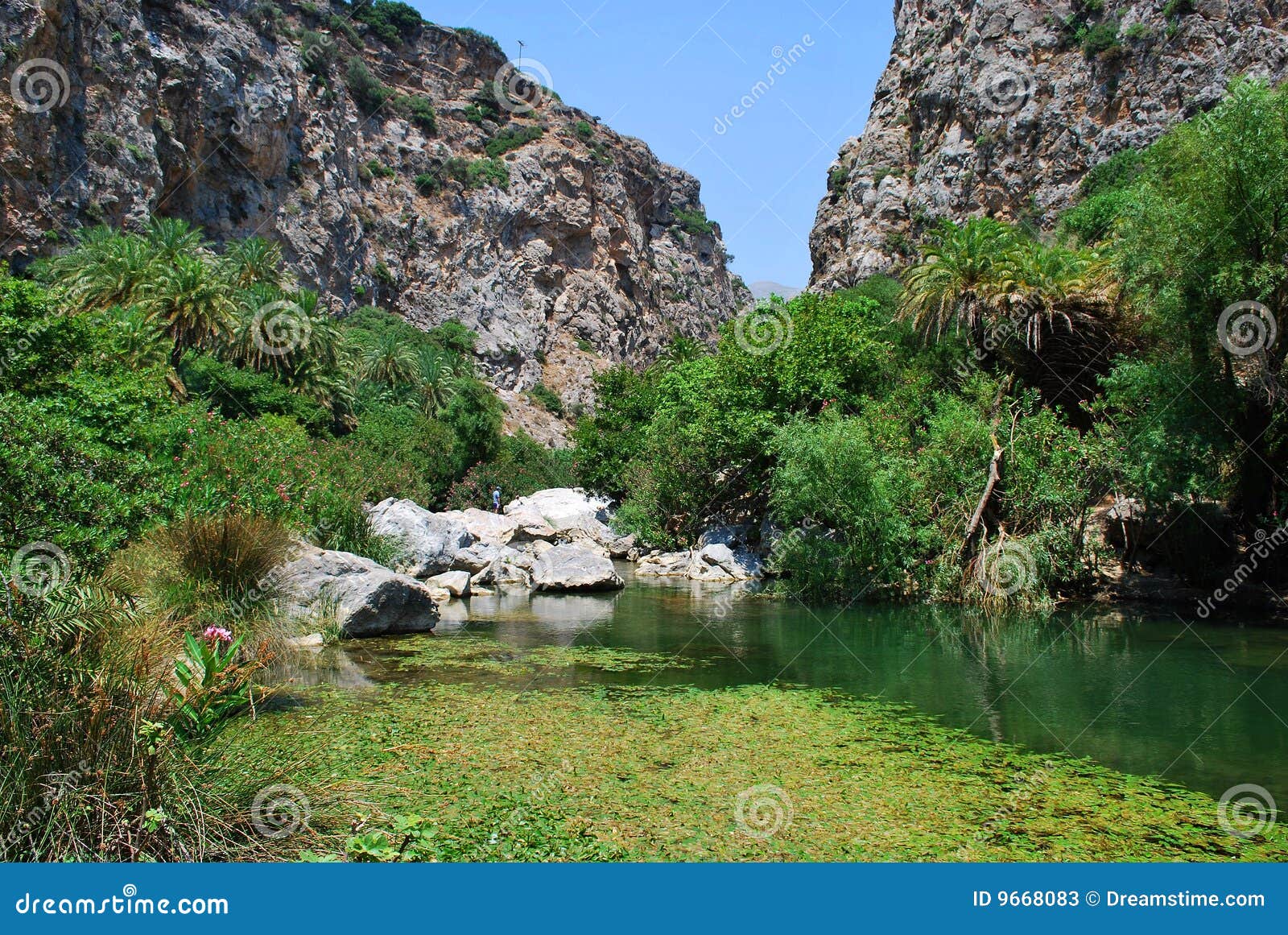 Green oasis stock image. Image of relax, bush, adventure - 9668083