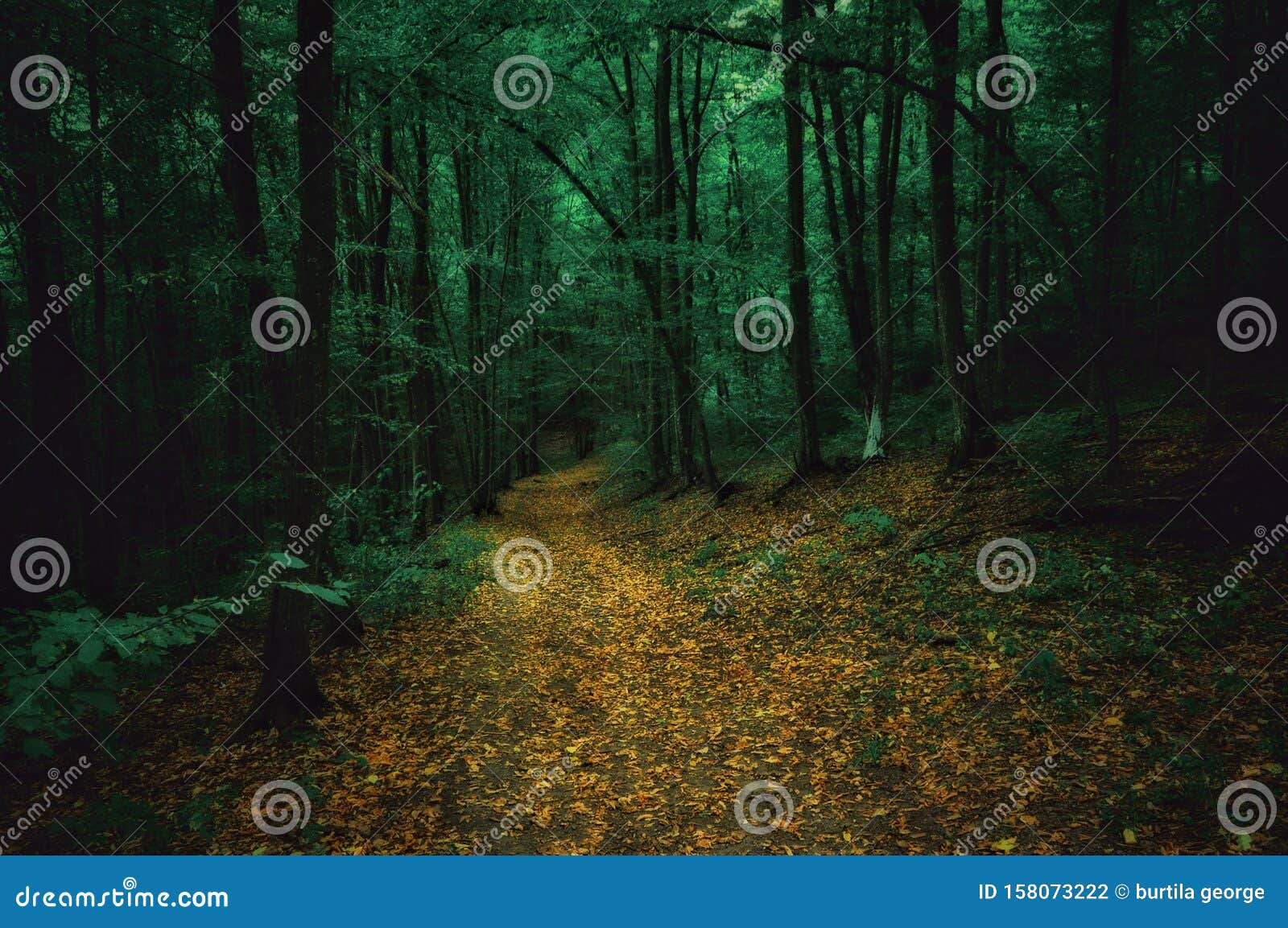 A green oasis stock photo. Image of trees, green, park - 158073222