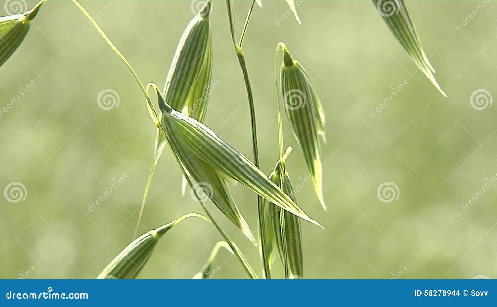 Green oats. stock footage. Video of agriculture, crop - 58278944