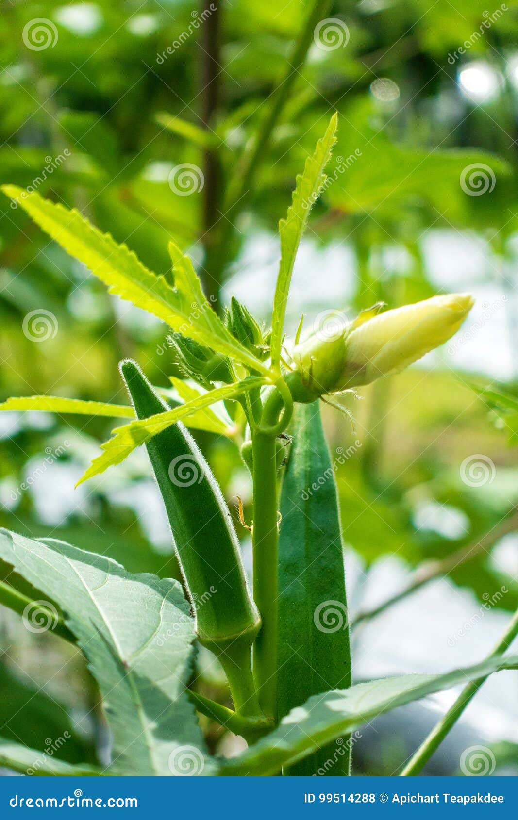 Green okra stock photo. Image of healthy, stem, vegetable - 99514288