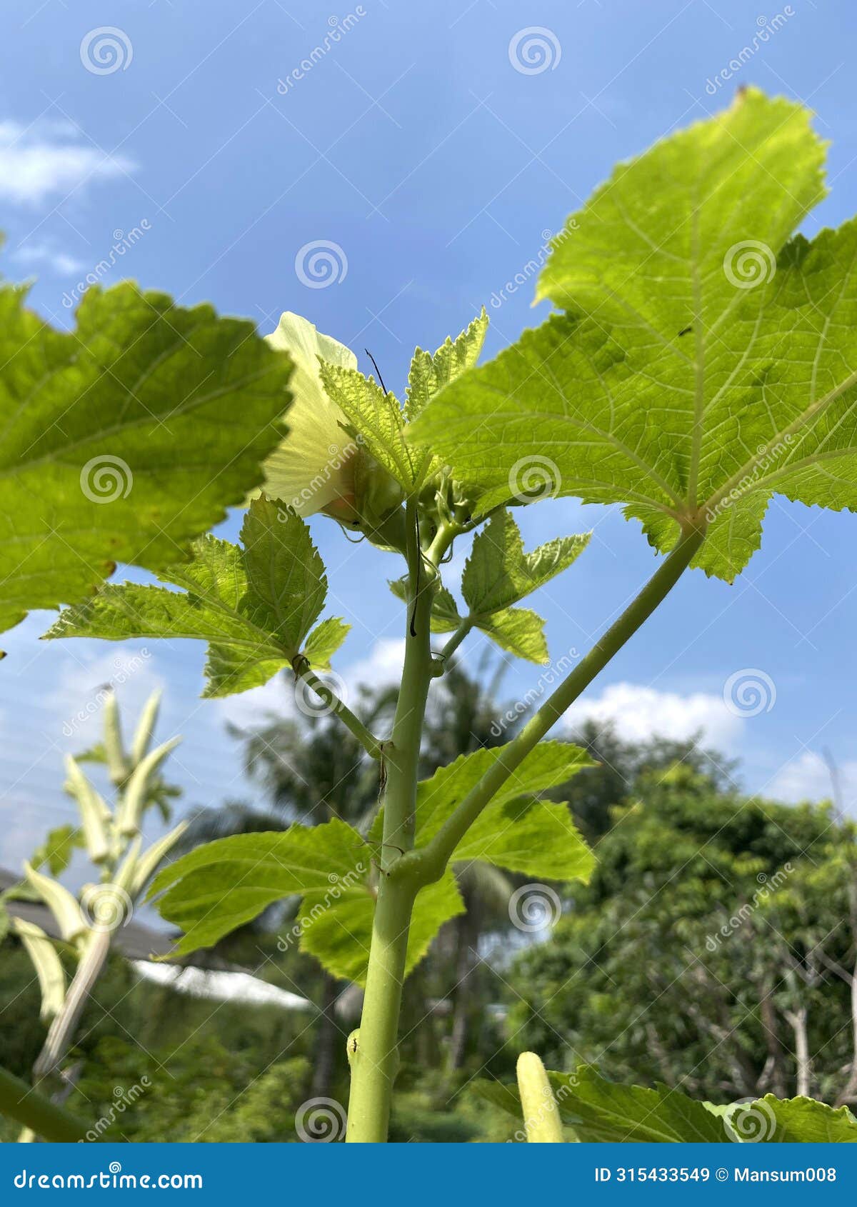 Green Okra Leaves of a Plant Stock Image - Image of healthy, natural ...