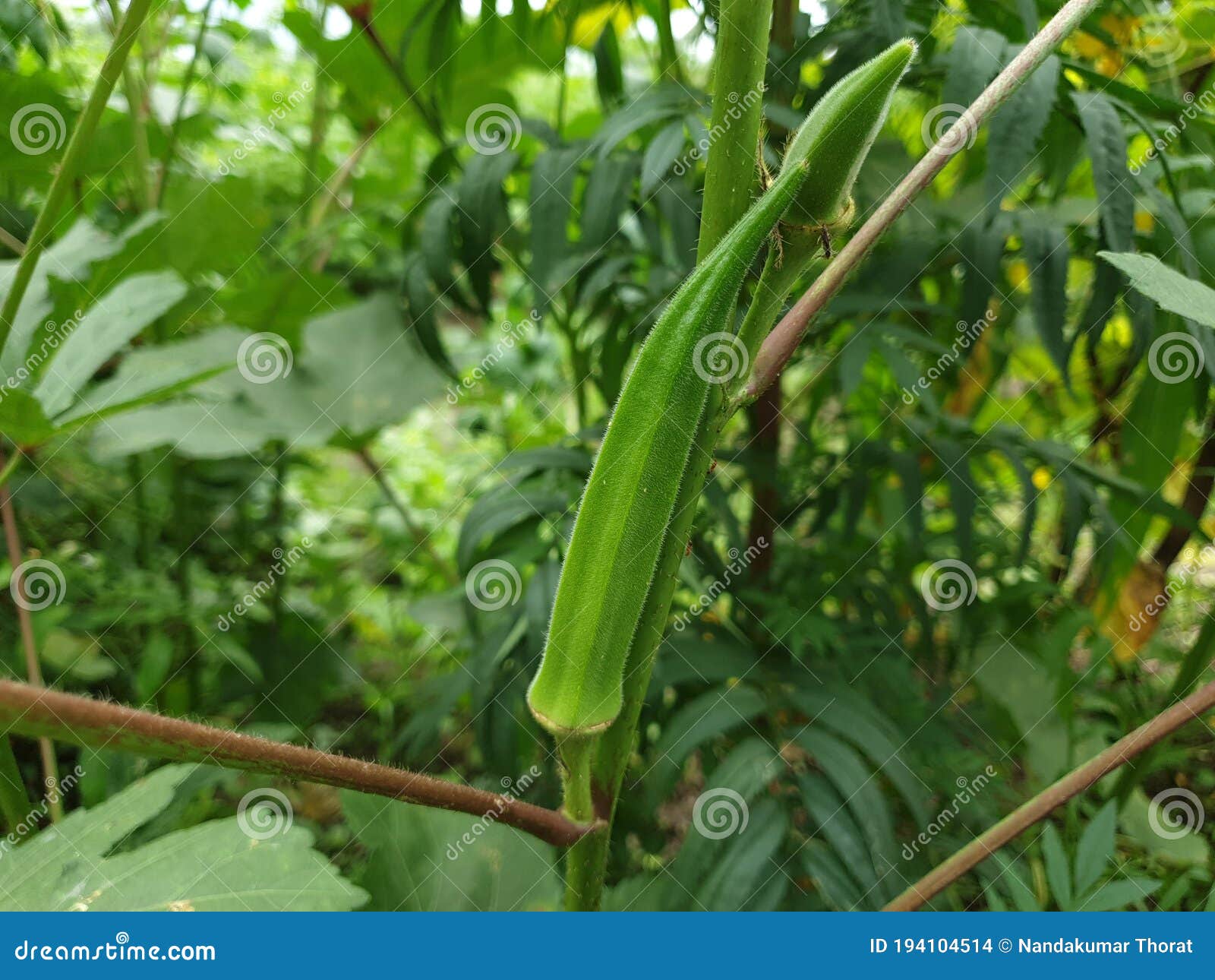 Green okra on the tree stock photo. Image of harvest - 194104514