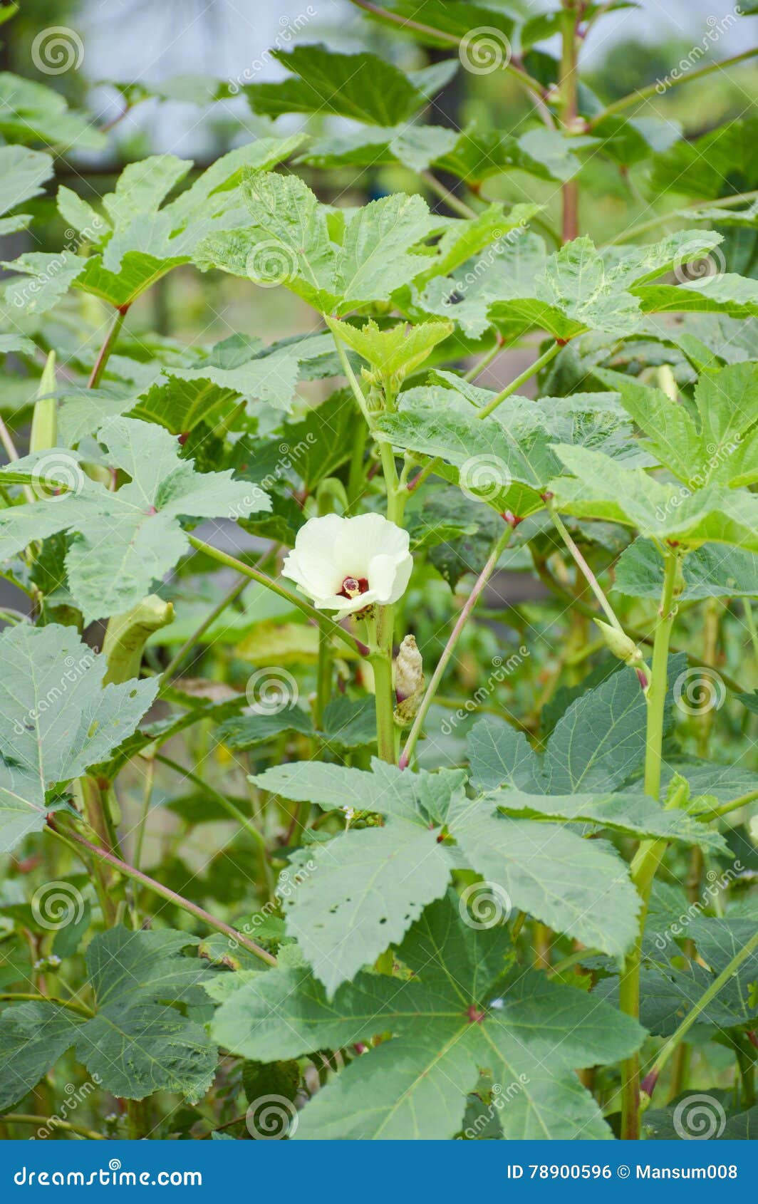 Green Okra tree stock photo. Image of vegetable, leaves - 78900596