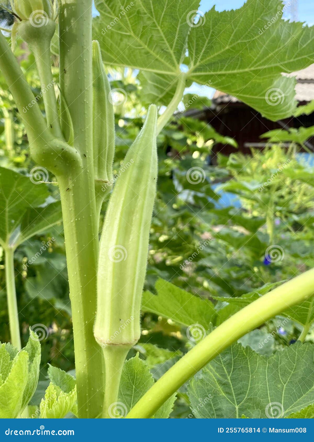 Green Okra Tree in Vegetable Garden Stock Photo - Image of closeup ...