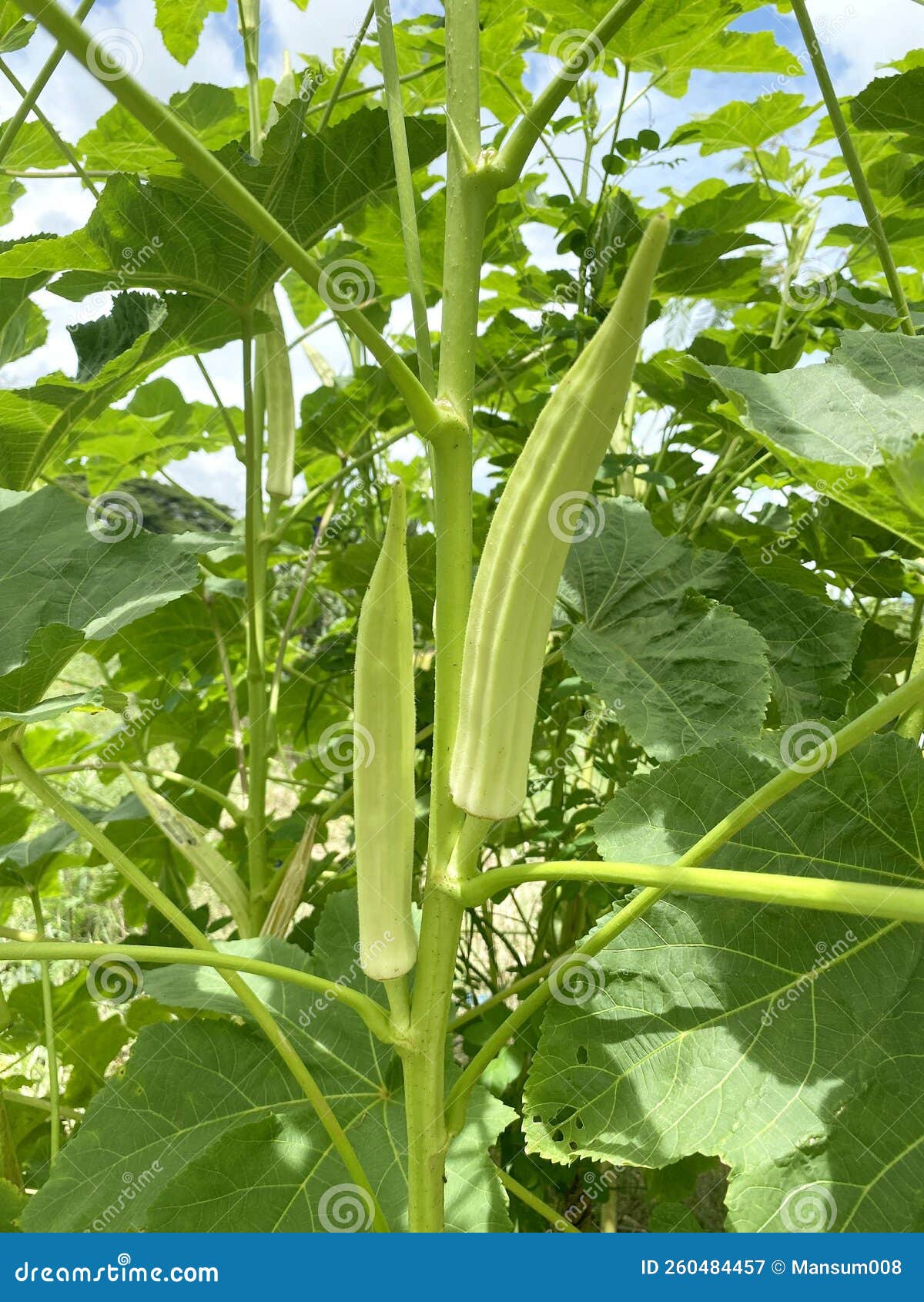 Green Okra Tree in Vegetable Garden Stock Image - Image of summer ...