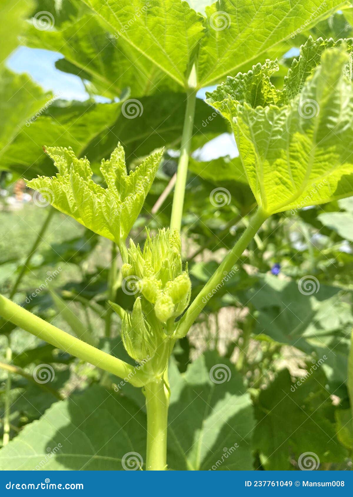 Green Okra Tree in Vegetable Garden Stock Image - Image of natural ...