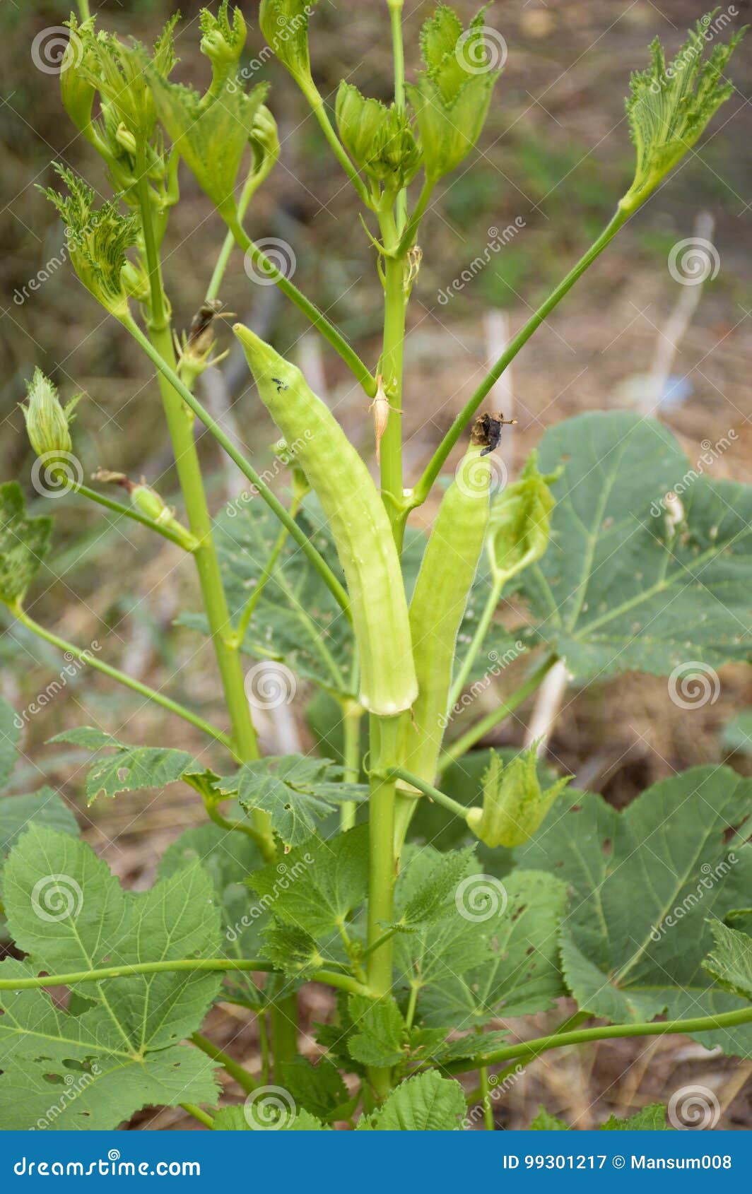 Green Okra tree stock image. Image of garden, fresh, grow - 99301217