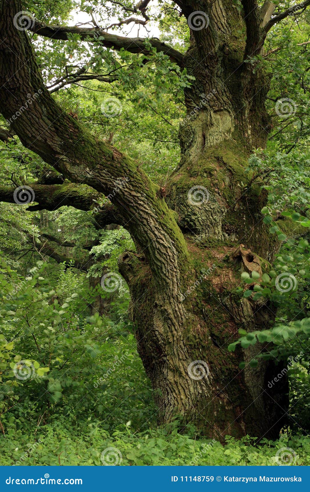 Green , old oak. stock image. Image of color, foliage - 11148759