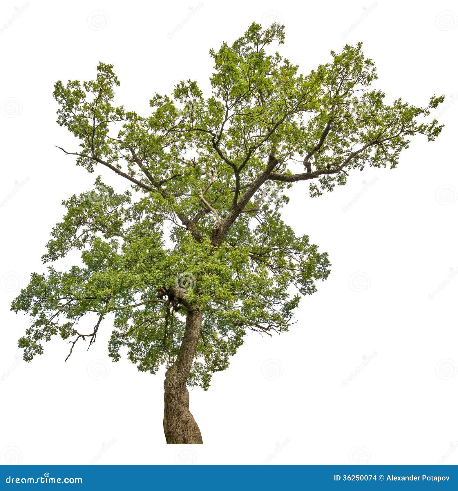Green Old Oak Tree Isolated on White Stock Photo - Image of object ...
