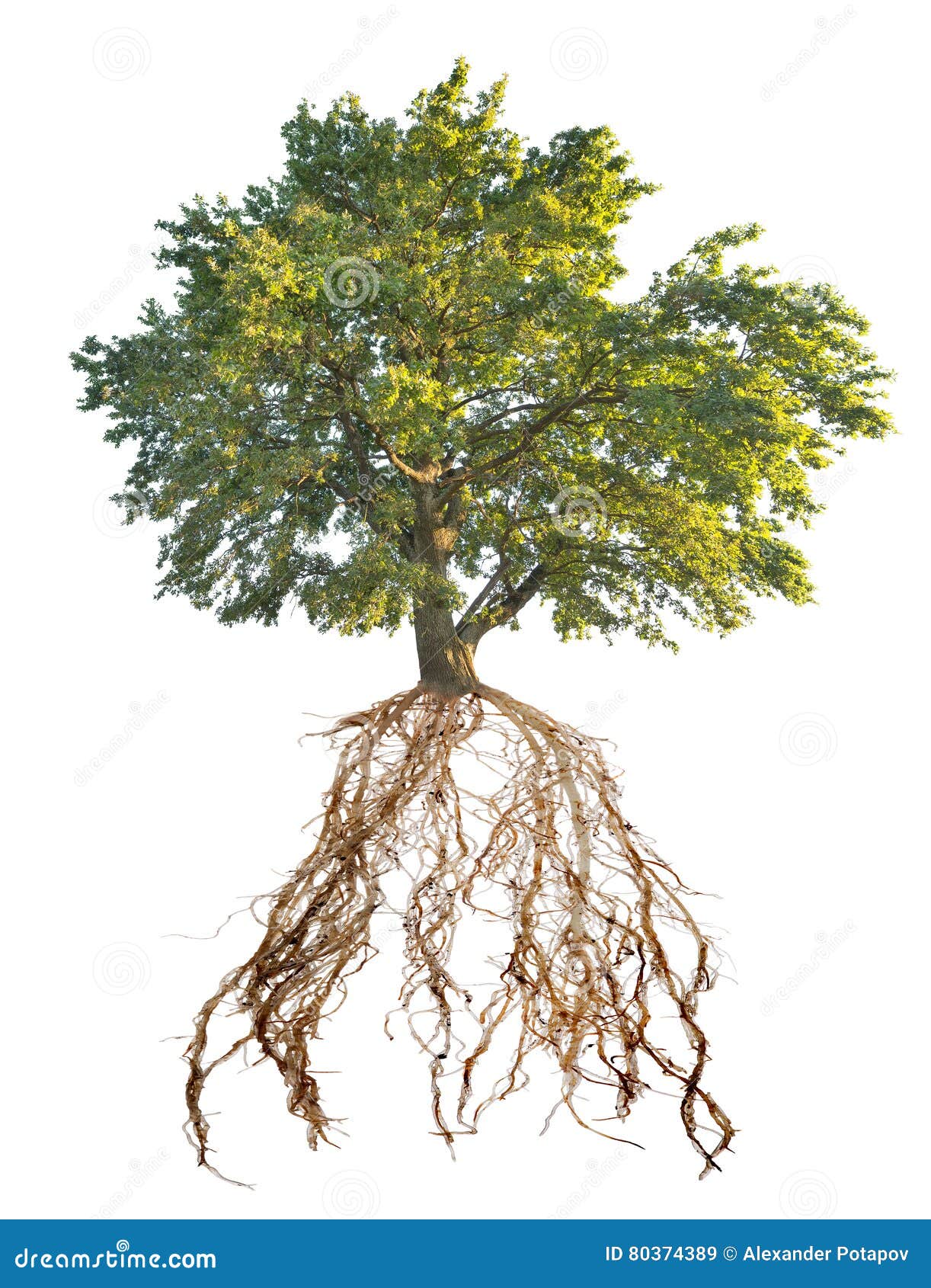 Green Old Oak Tree with Large Root Stock Image - Image of branch, leaf ...