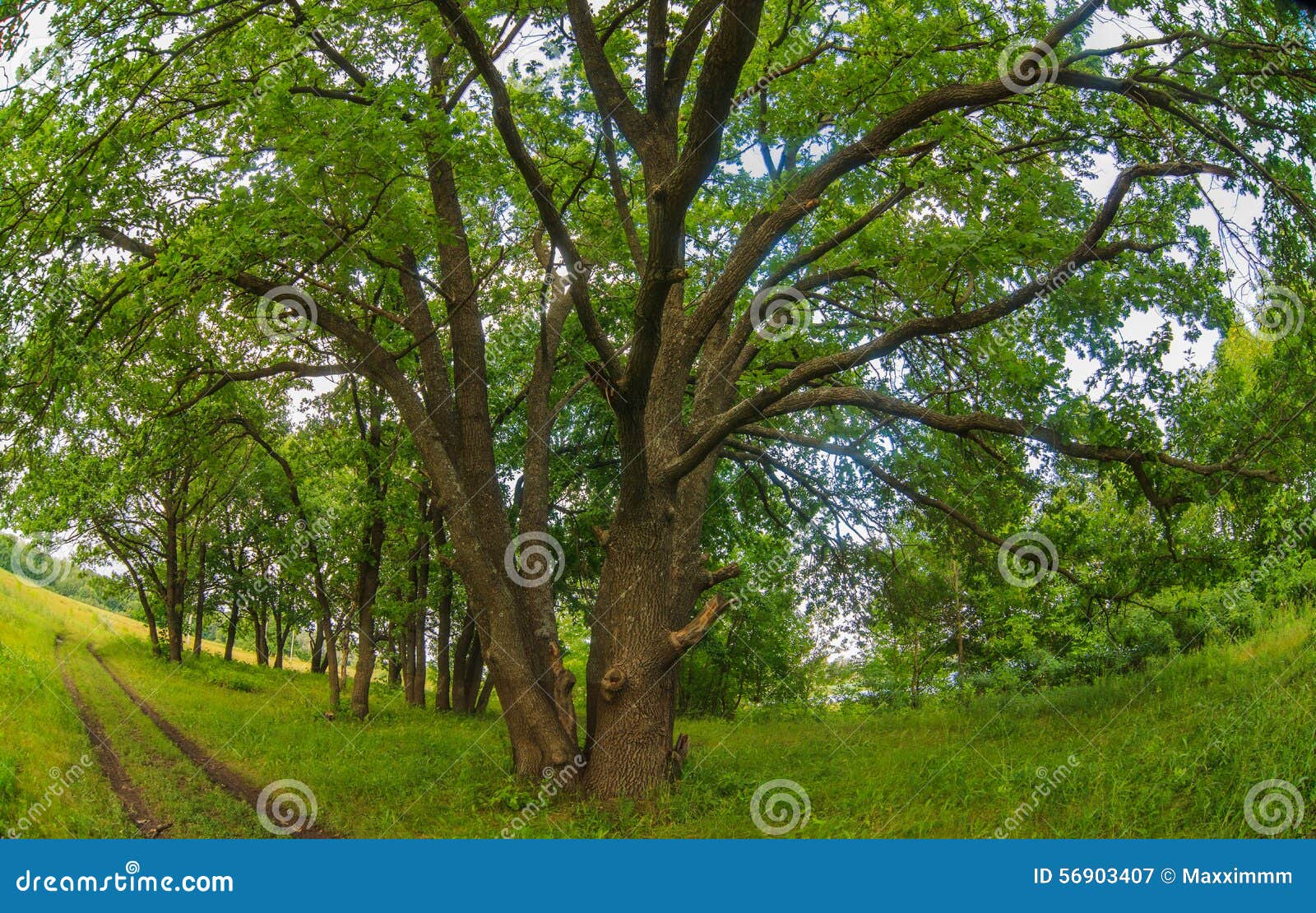 Green Old Oak Tree Summer Landscape Background Stock Image - Image of ...