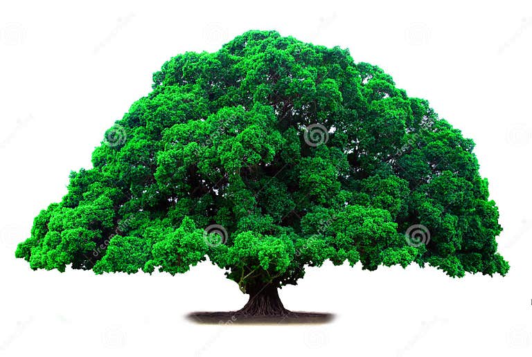 Green old tree stock photo. Image of plant, large, branch - 14577544
