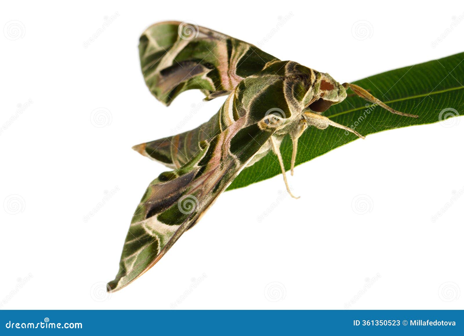 Green Oleander Hawk-moth Butterfly on Leaf Isolated on White Background ...