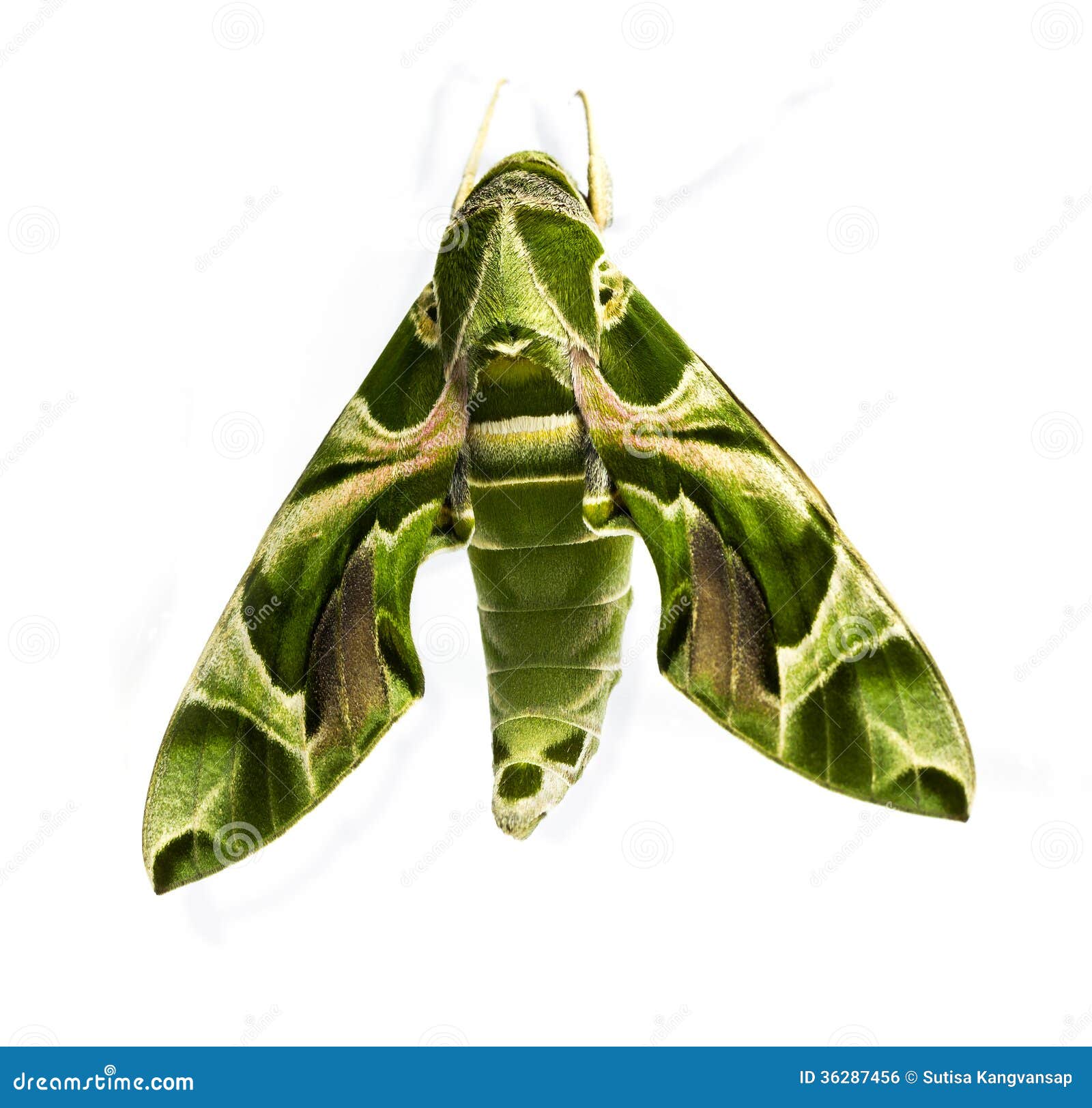 Oleander Hawk-moth Or Army Green Moth Stock Photography | CartoonDealer ...
