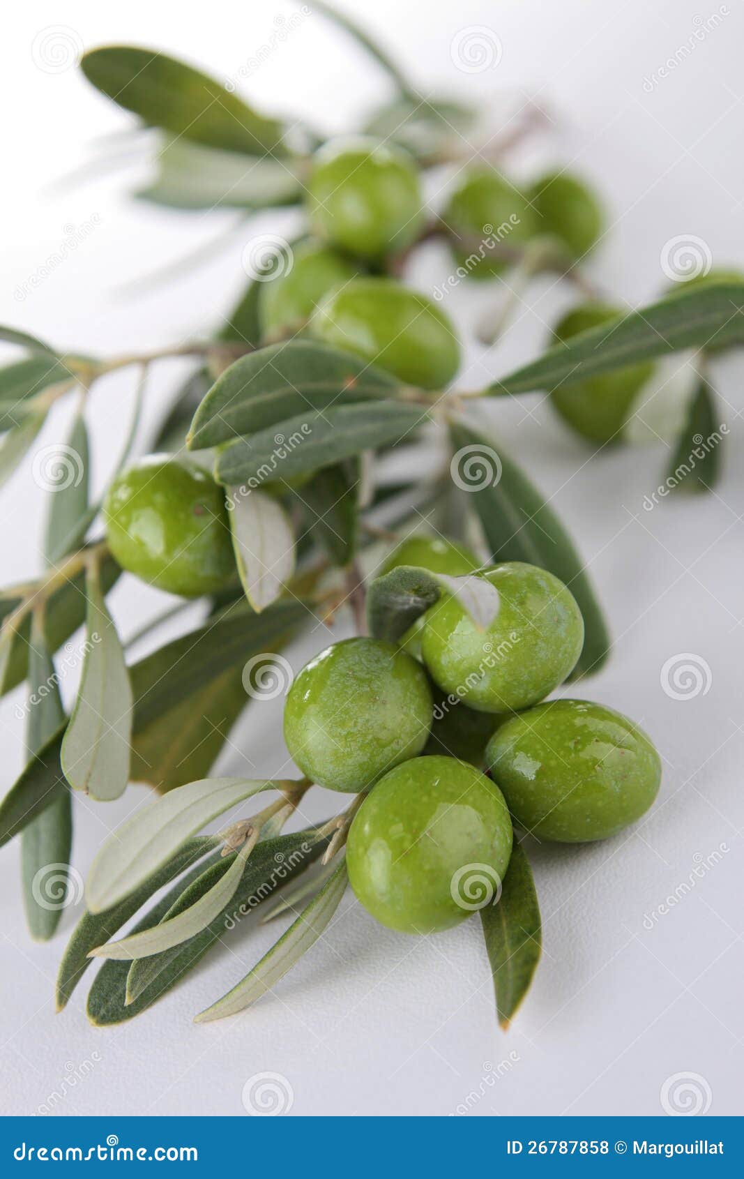 Green olive stock photo. Image of nature, cooking, fruit - 26787858