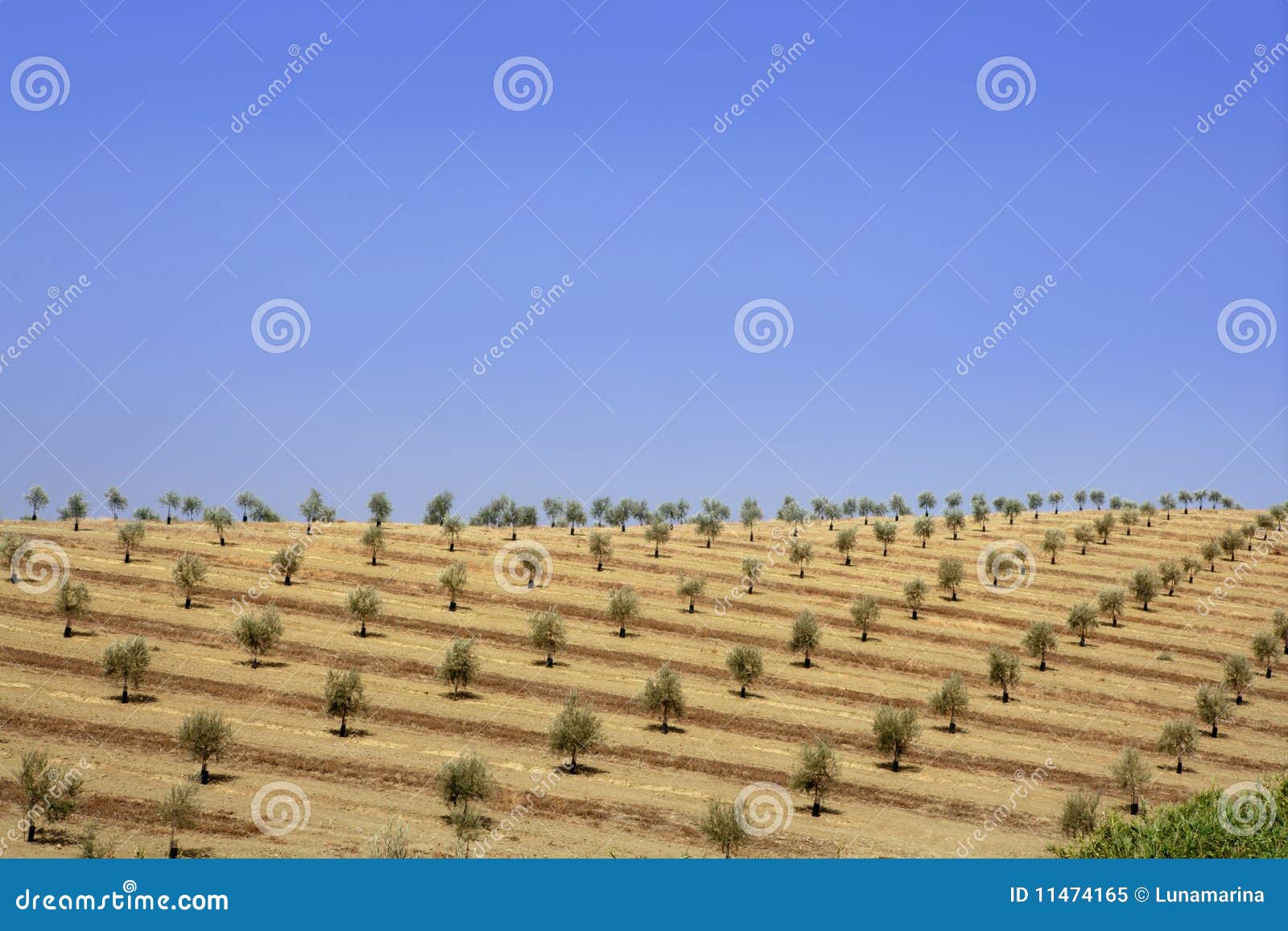 Green Olive Field in a Summer Sunny Day Stock Image - Image of italian ...