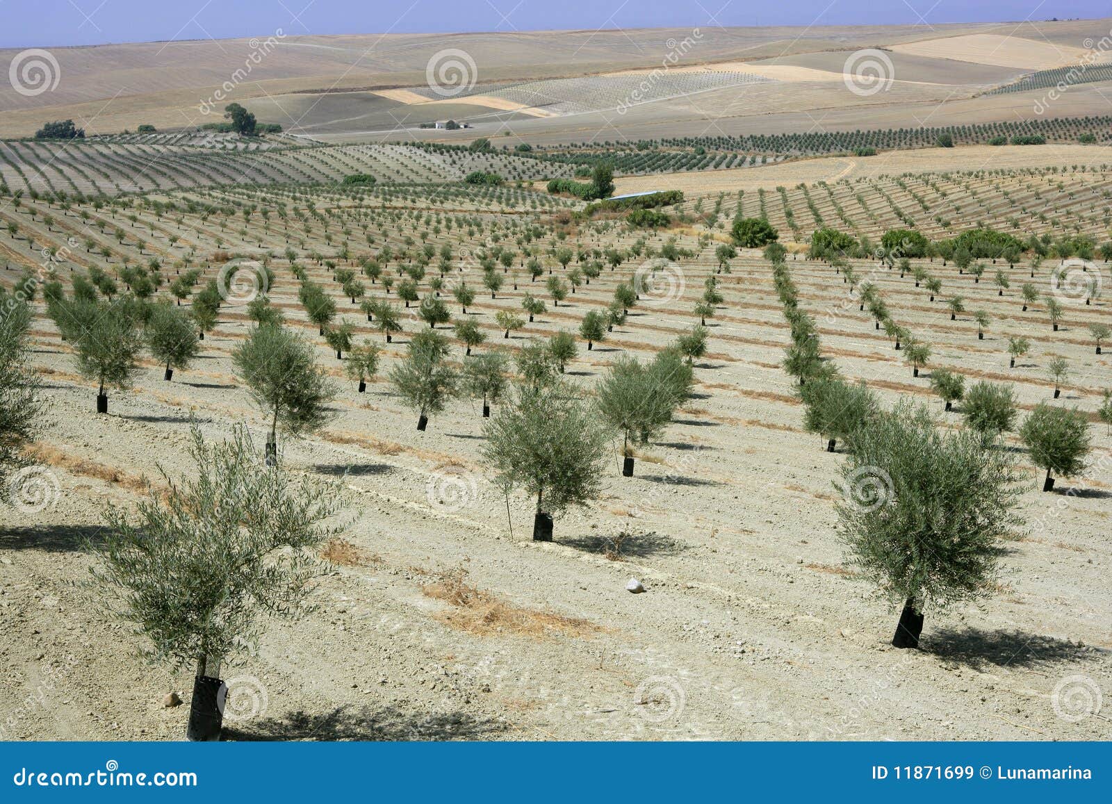 Green Olive Field in a Summer Sunny Day Stock Image - Image of harvest ...