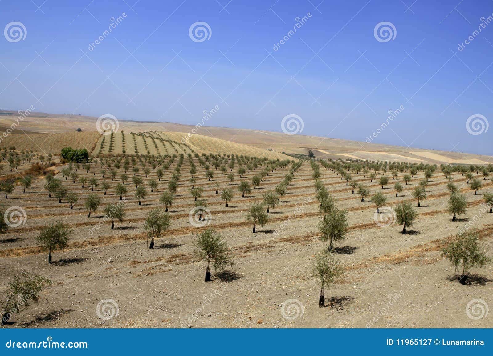 Green Olive Field in a Summer Sunny Day Stock Image - Image of ...