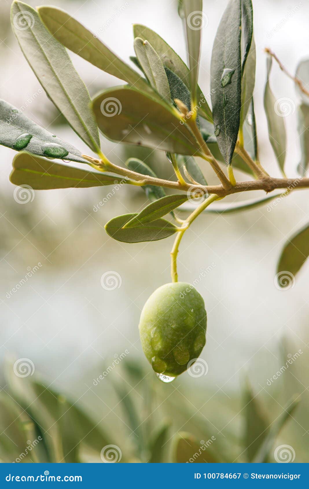 Green olive fruit stock image. Image of crop, plantation - 100784667