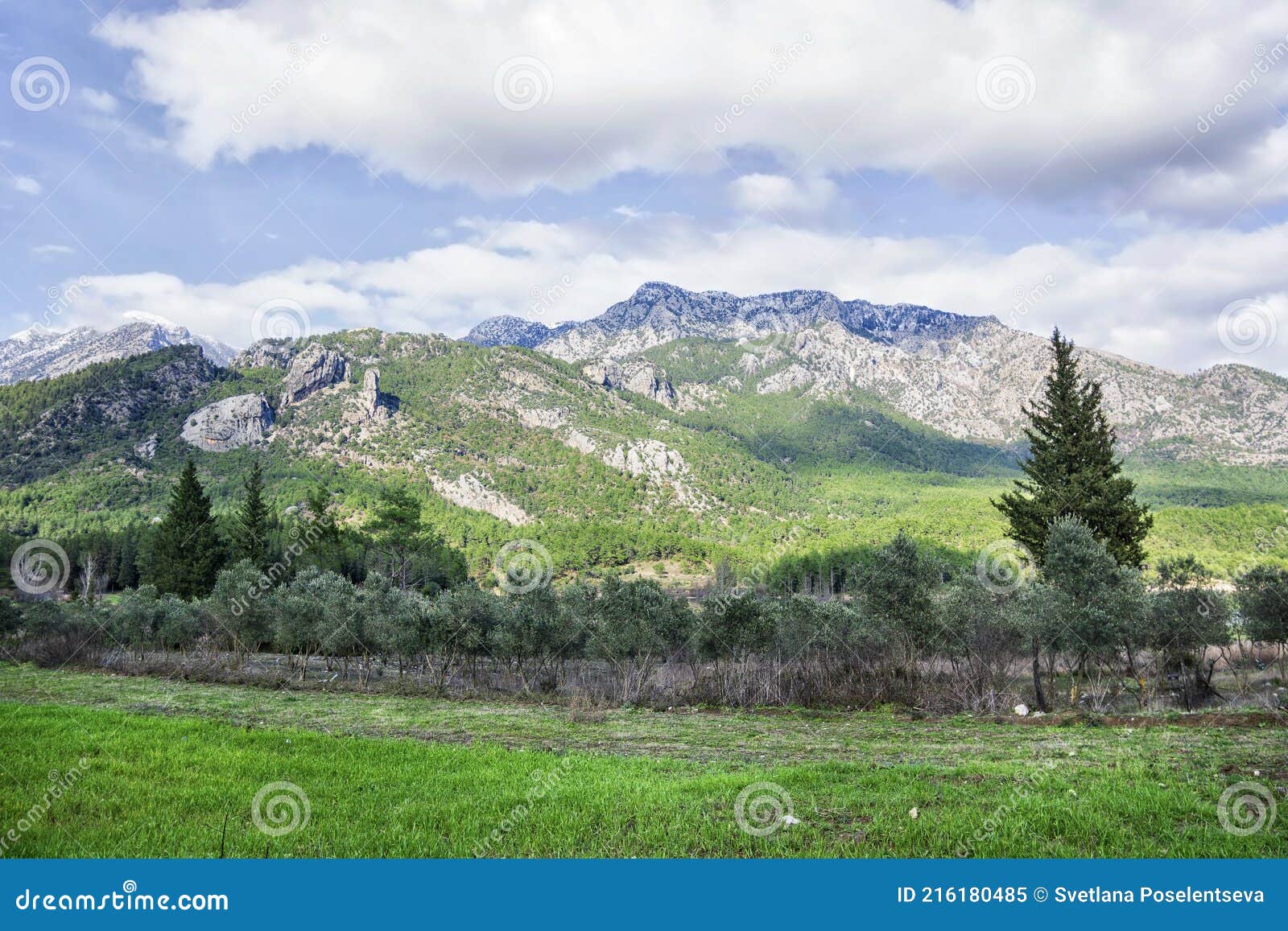Green Olive Grove with Mountains in the Background Stock Image - Image ...