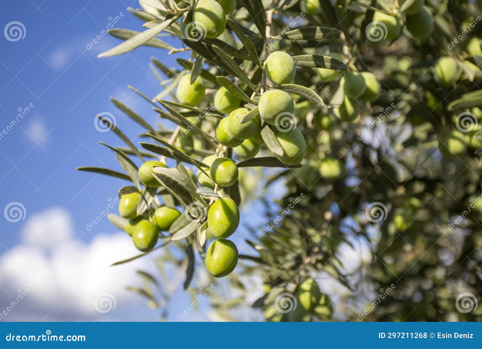 Green olive tree in nature stock photo. Image of food - 297211268