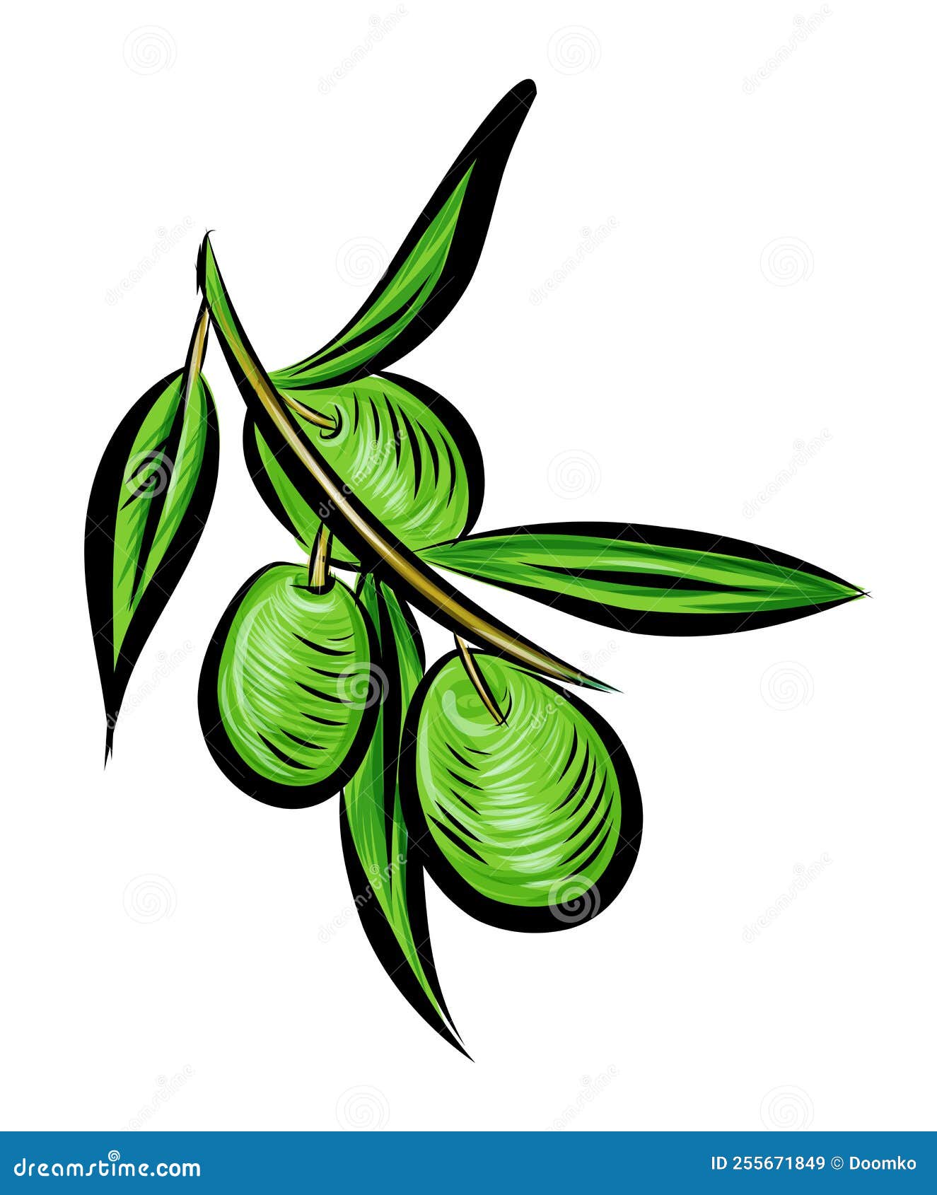 Green Olive Tree Branches. Illustration Stock Vector - Illustration of ...