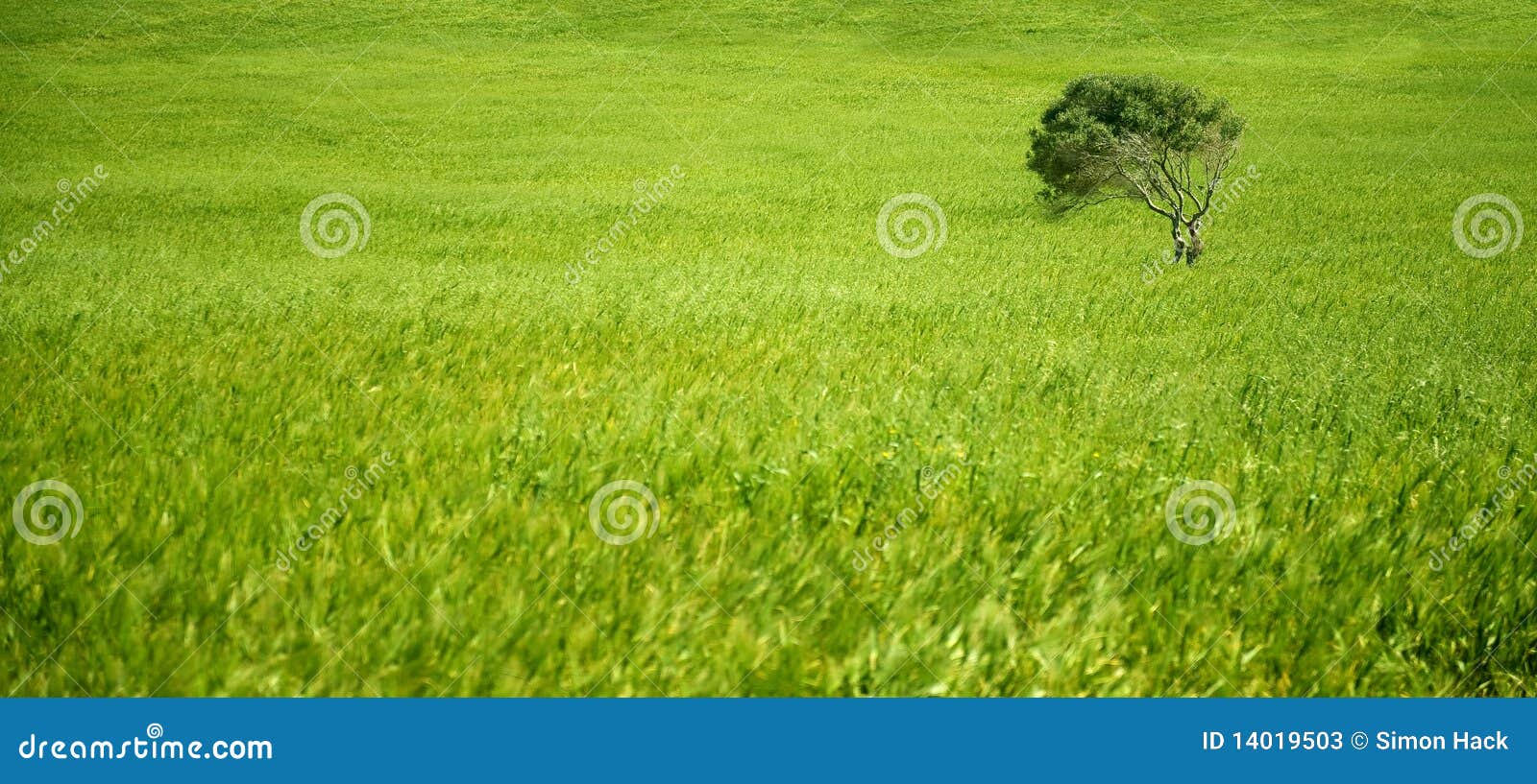 Green Olive Tree in Green Wheat Field. Stock Image - Image of growing ...