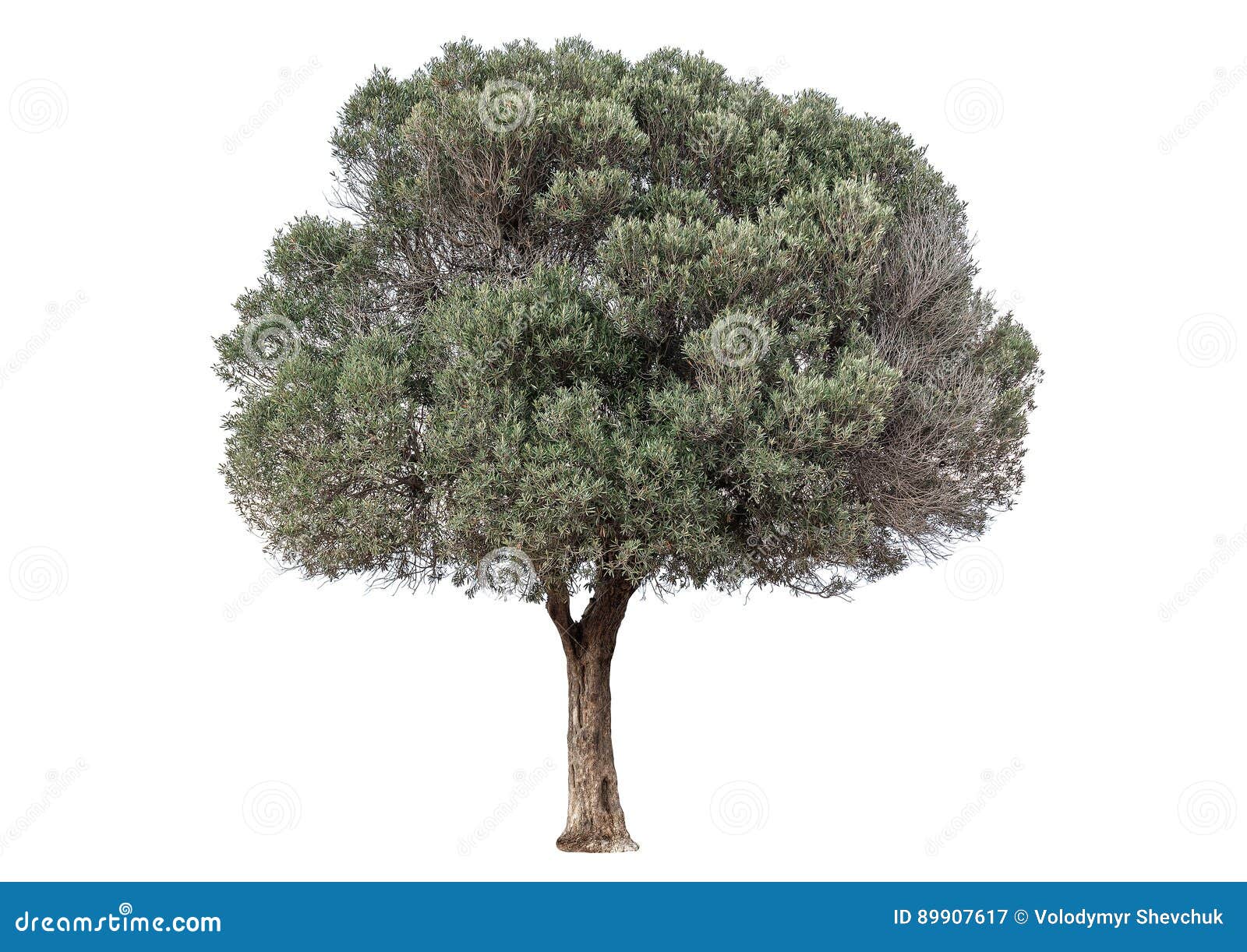 Green olive tree stock image. Image of background, farming - 89907617