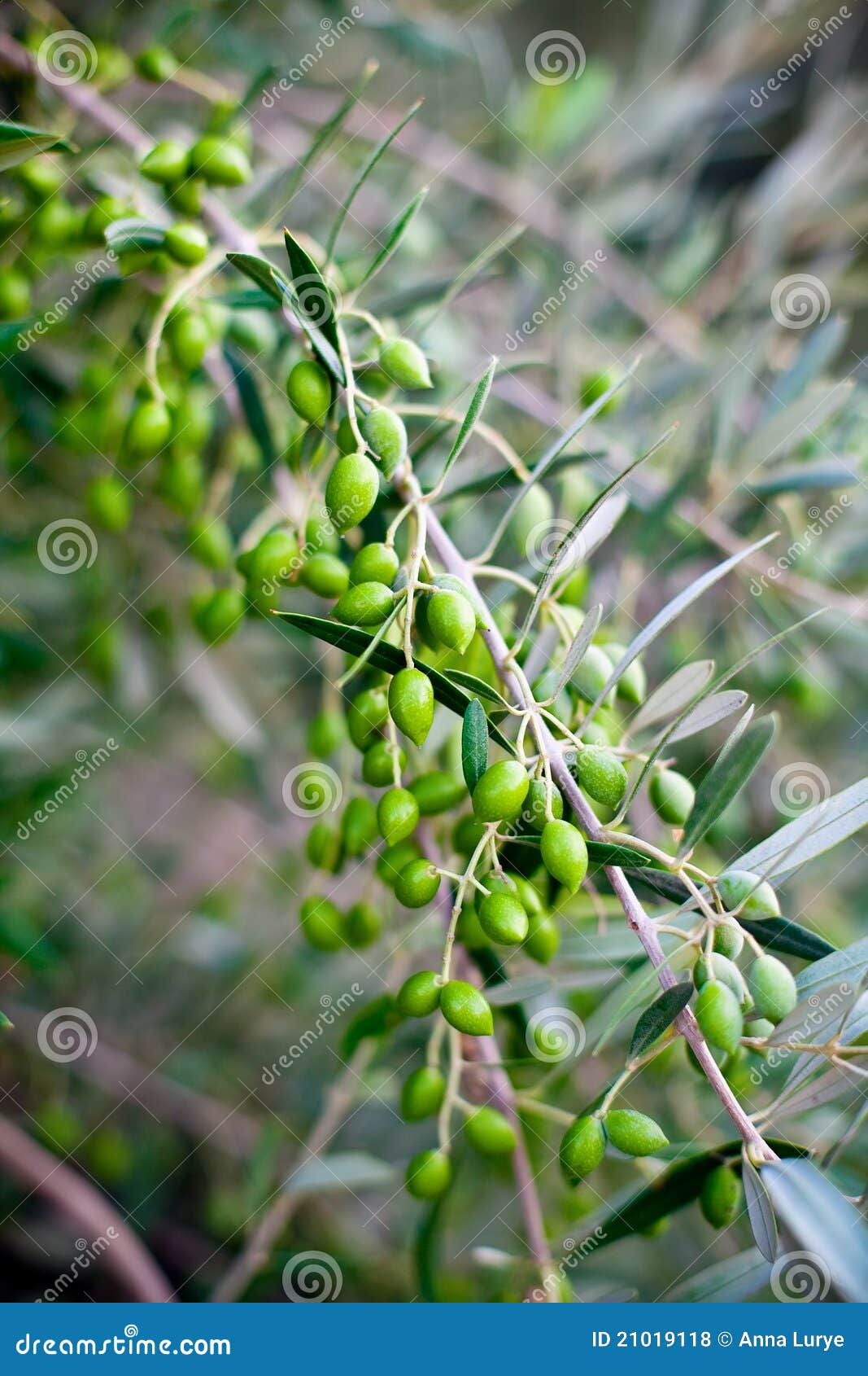 Green Olives stock photo. Image of outdoors, leaves, health - 21019118