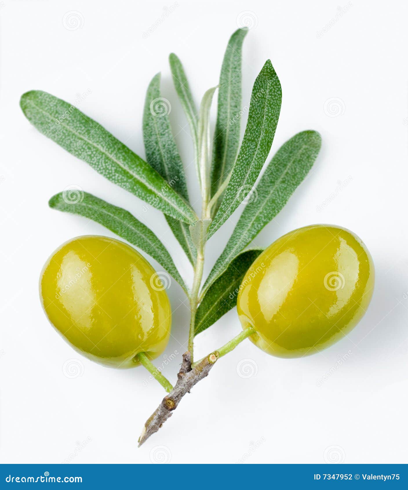 Green olives stock photo. Image of leaves, ingredient - 7347952