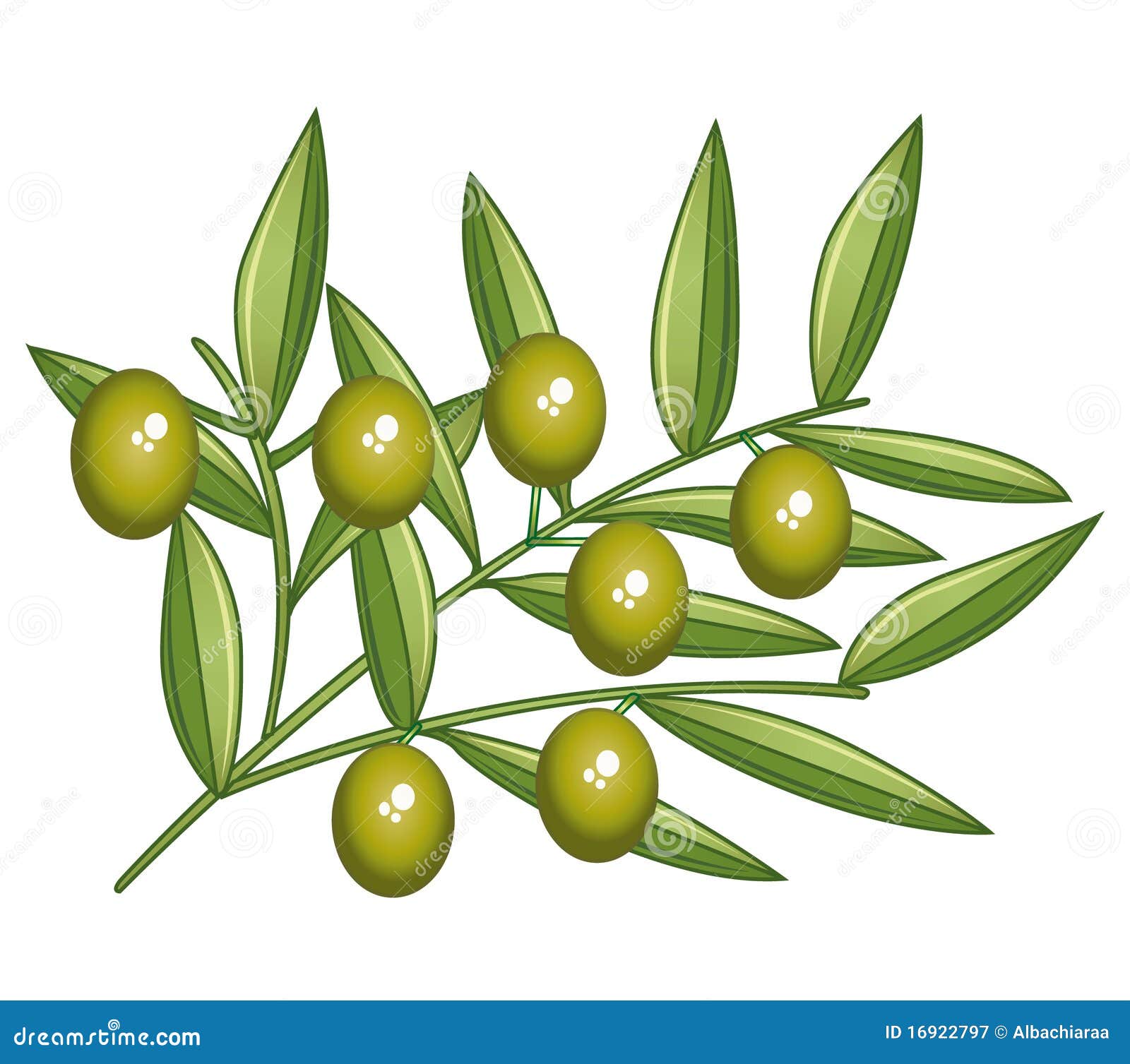 Green Olives Branch Royalty Free Stock Photography - Image: 16922797 Green Olives Branch Royalty Free Stock Photography - Image: 16922797