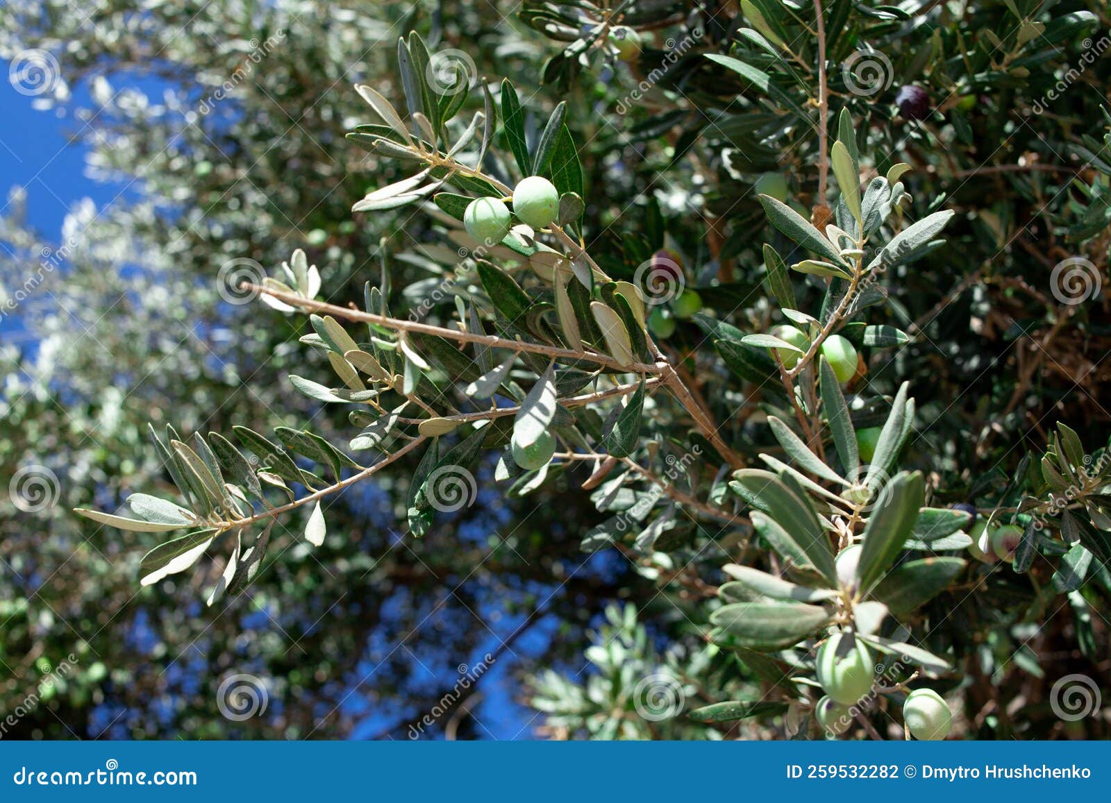Green Olives on a Branch. Olives Growing on a Tree. Olive Tree with ... Green Olives on a Branch. Olives Growing on a Tree. Olive Tree with ...