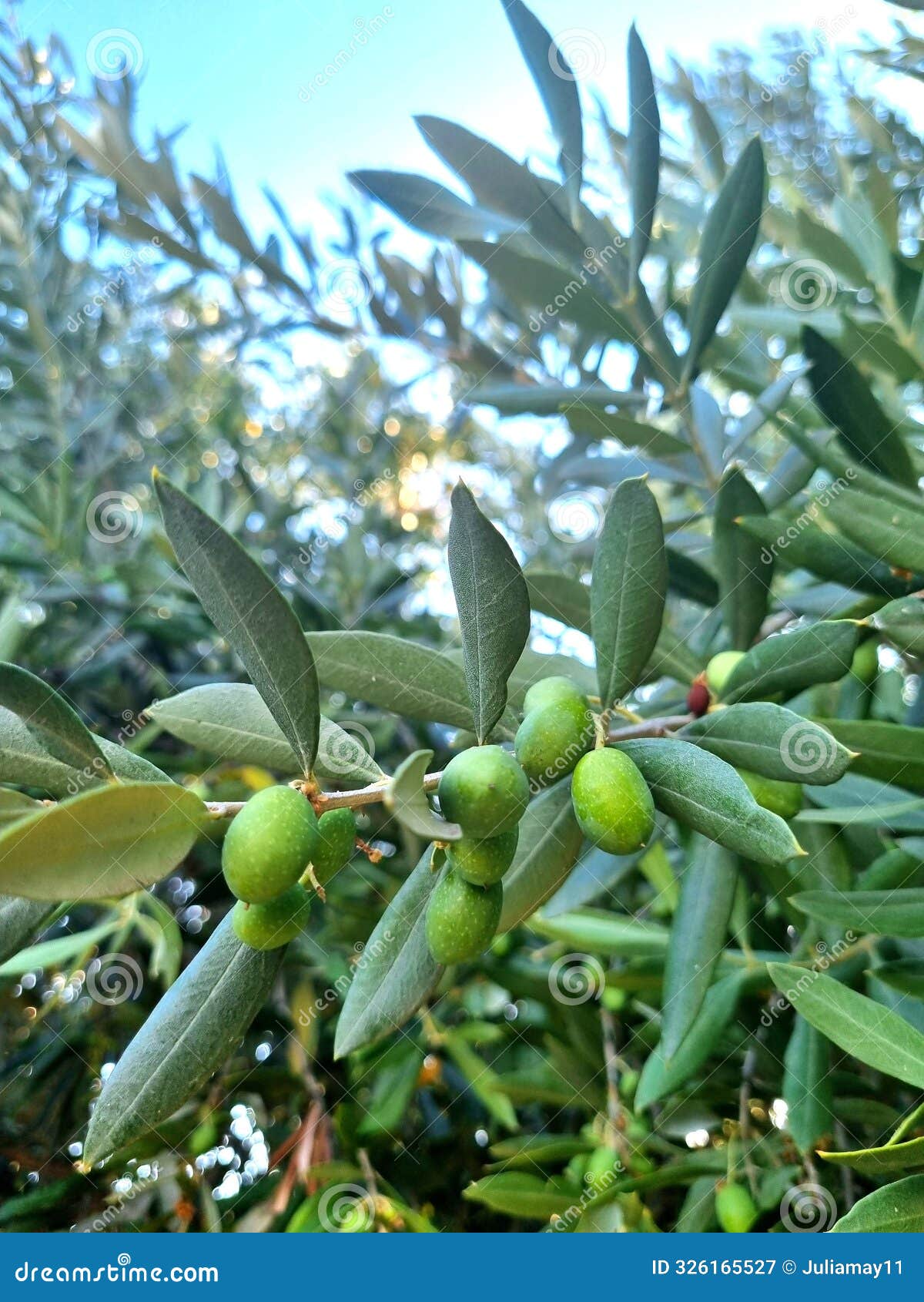 Tree Zoom Background Stock Photography | CartoonDealer.com #40177790