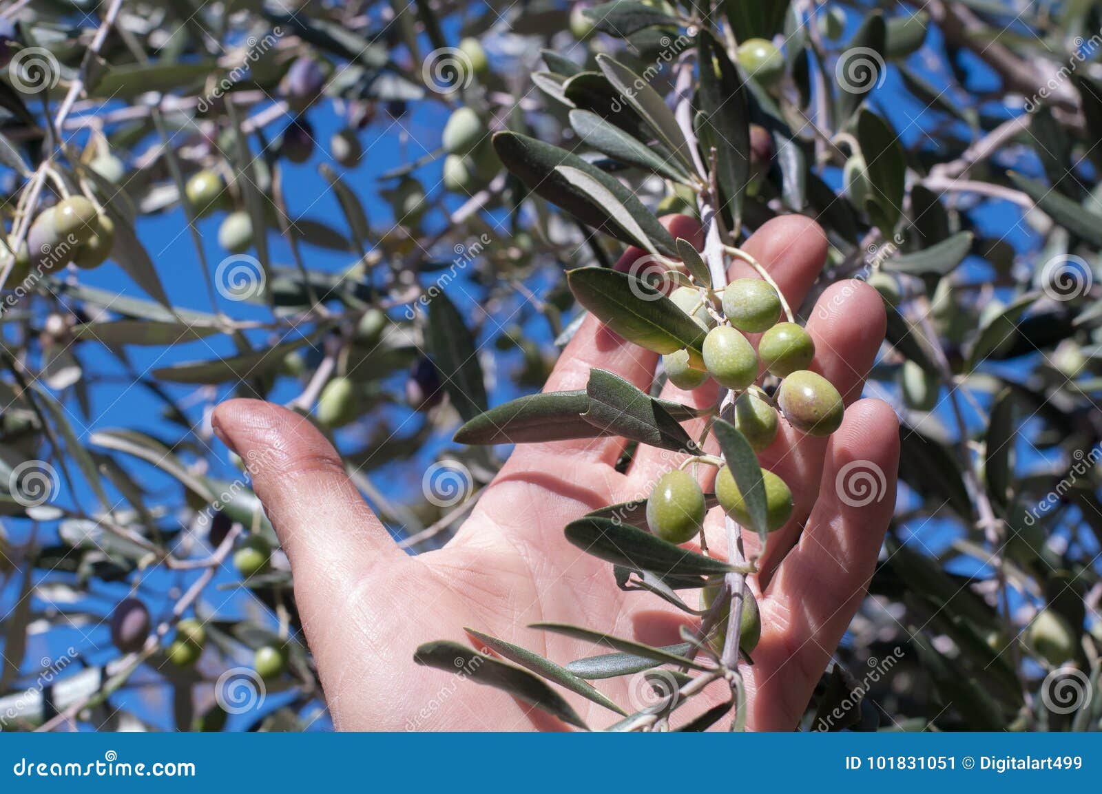Green olives in hand stock image. Image of white, hand - 101831051