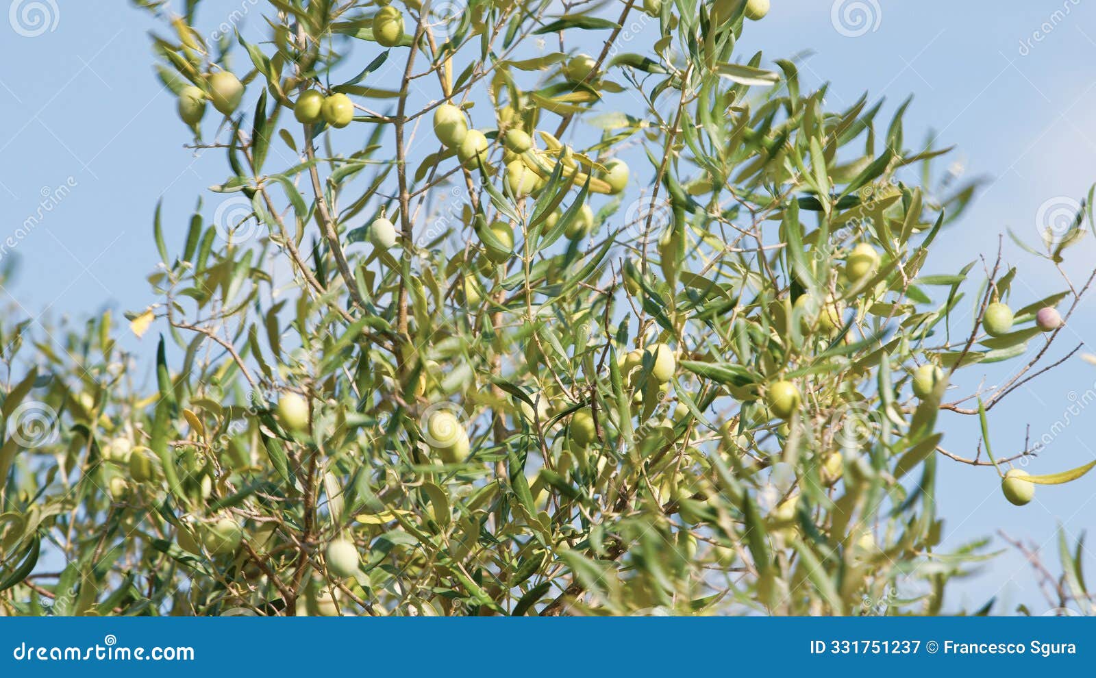 Green Olives on Tree Branch Stock Image - Image of food, olive: 331751237